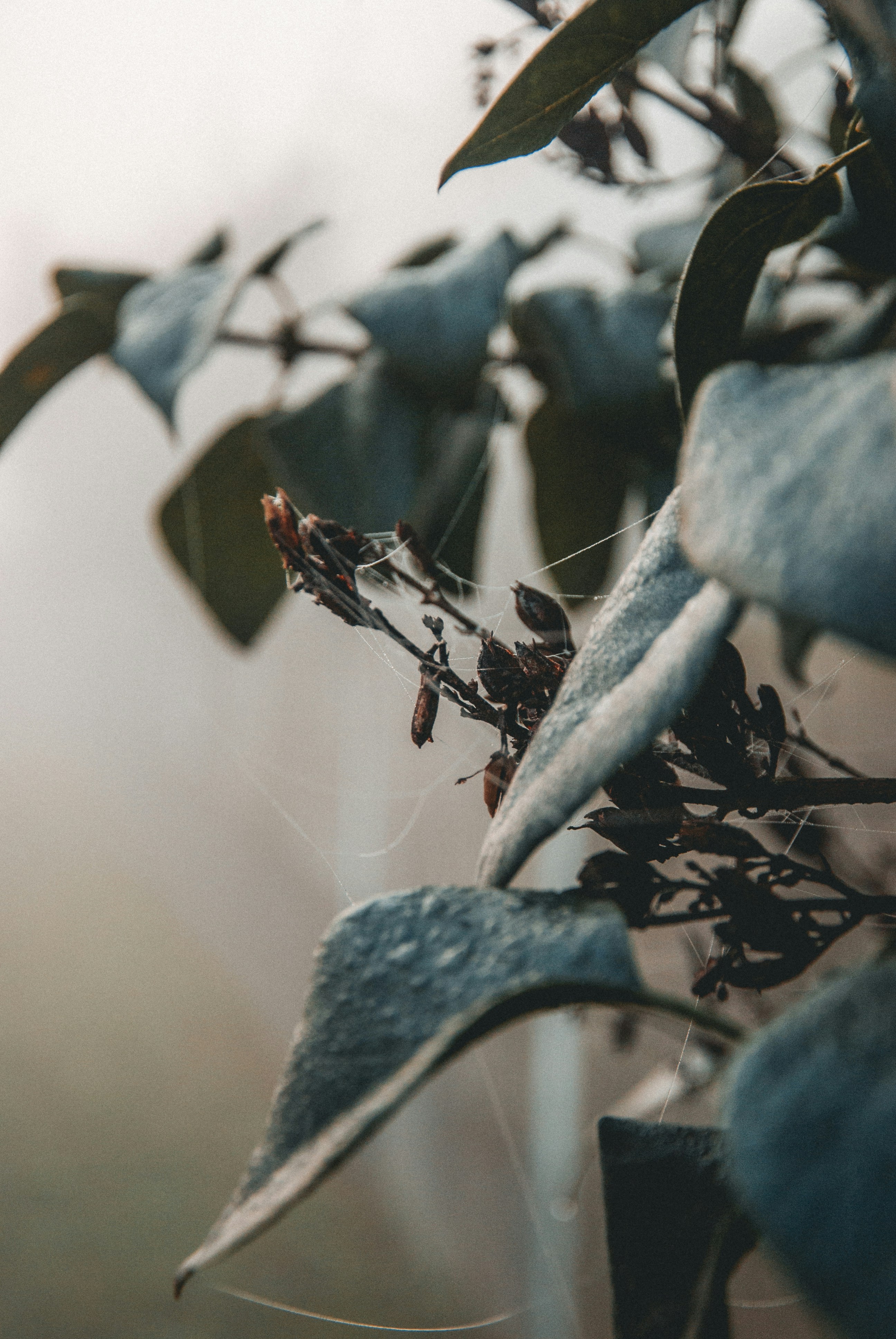 Quiet Decay: A Close-Up of Silent Leaves and Seed Pods