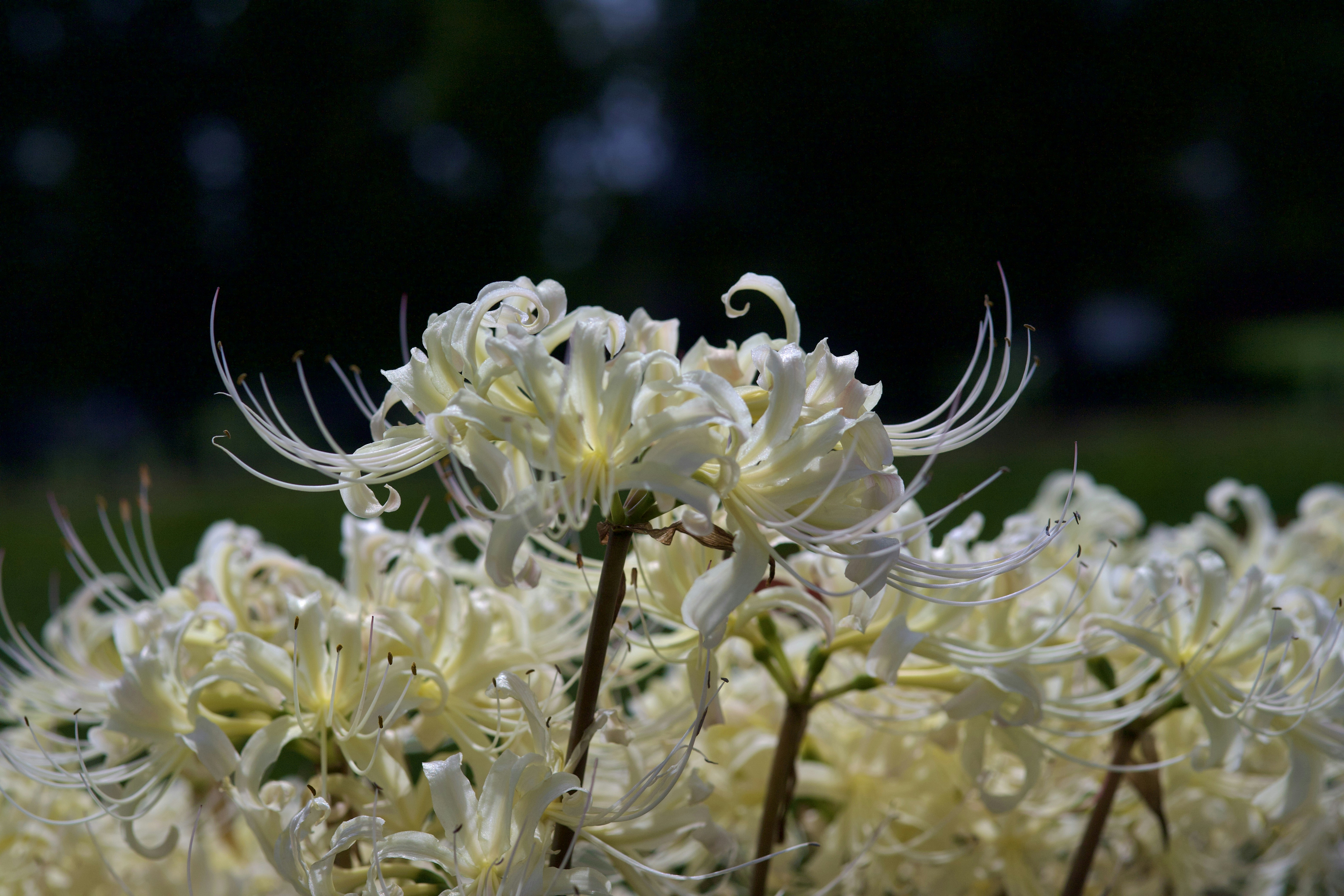 Ivory Spires in Shadow: Close-Up of White Spider Lilies