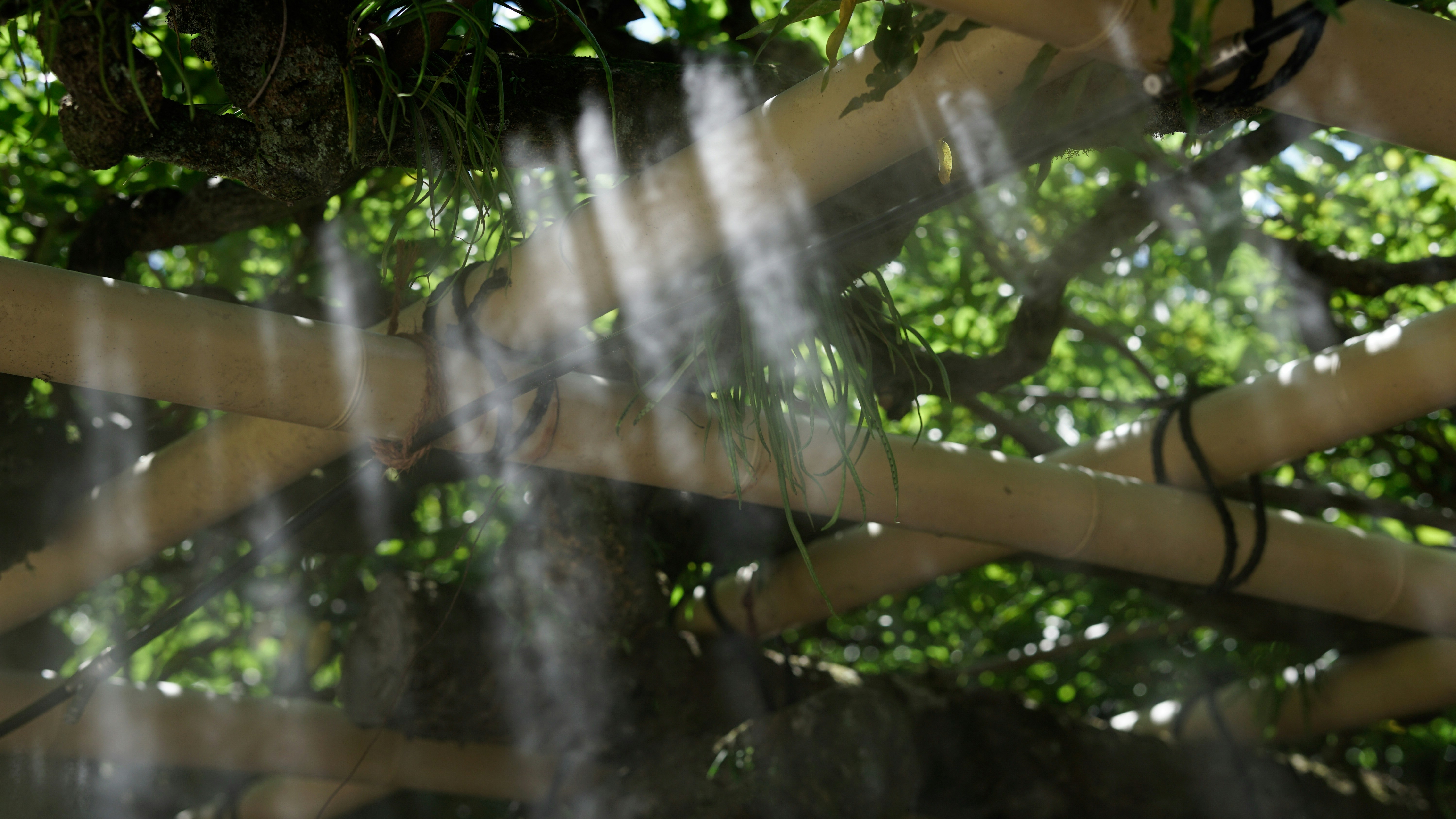 Illuminated Mist Threads Under a Garden Pergola