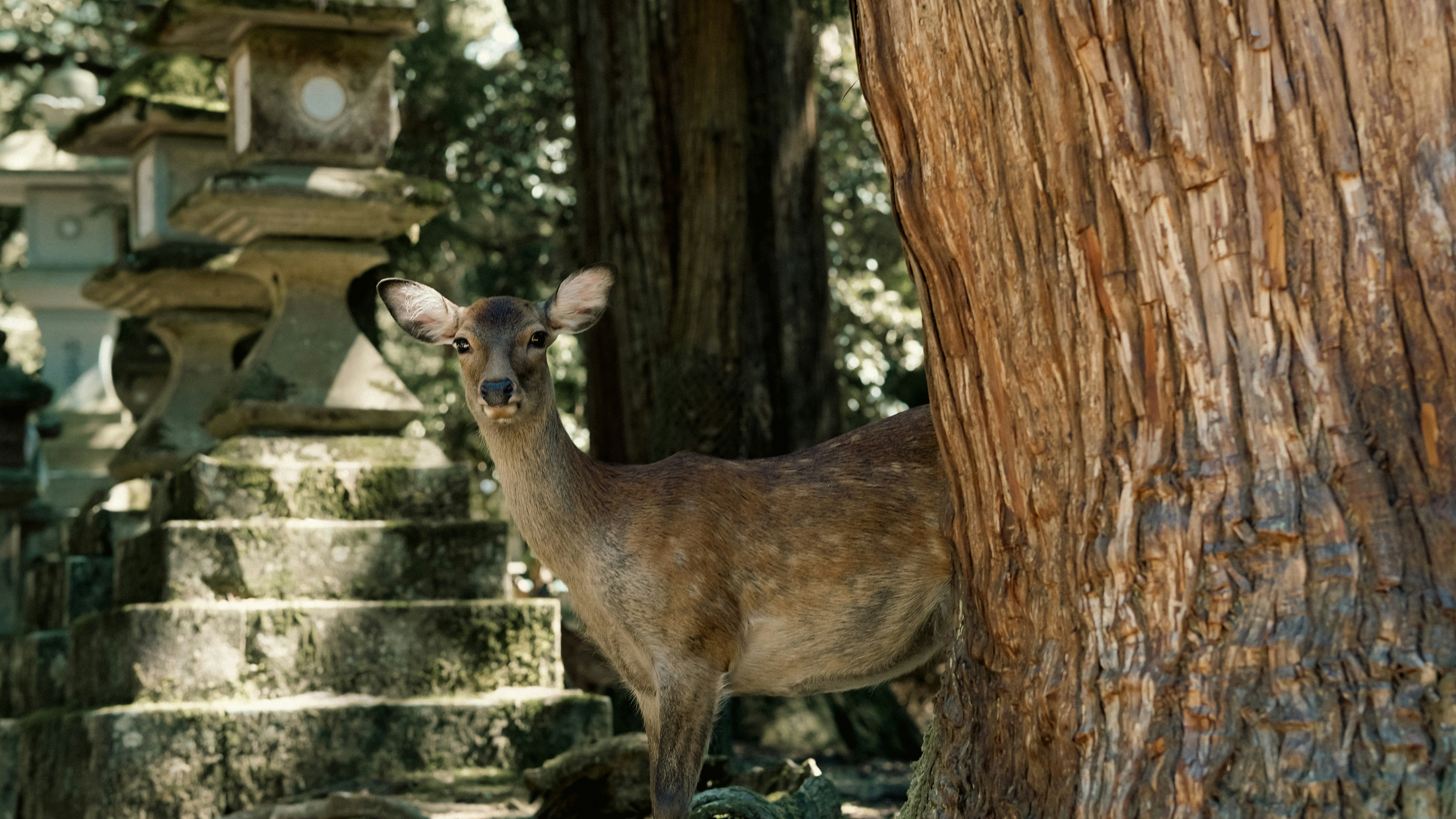 Steely-Eyed Doe Behind the Ancient Trunk