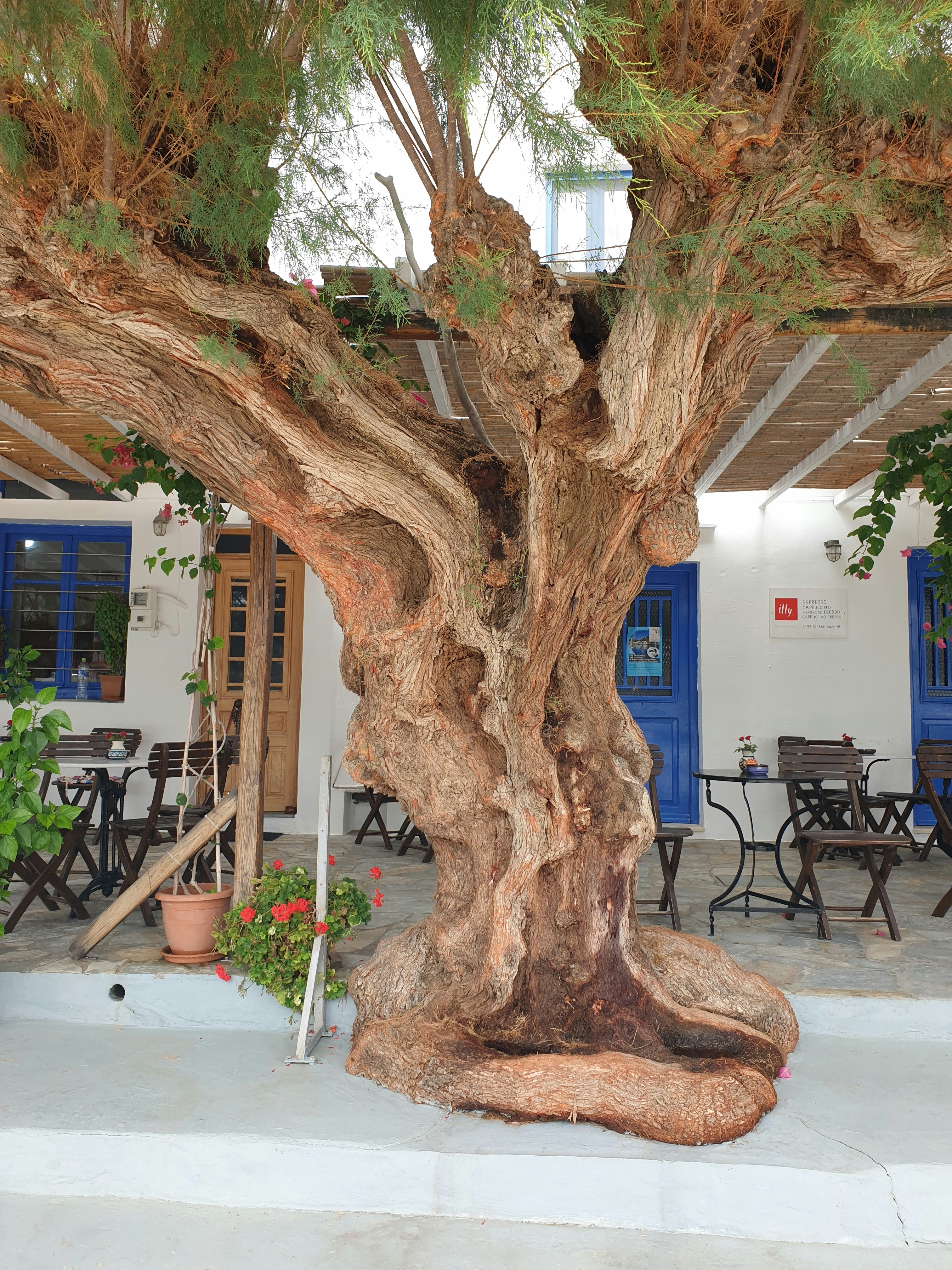 Gnarled Trunk, Blue-Doors Courtyard: A Quiet Café's Living Anchor