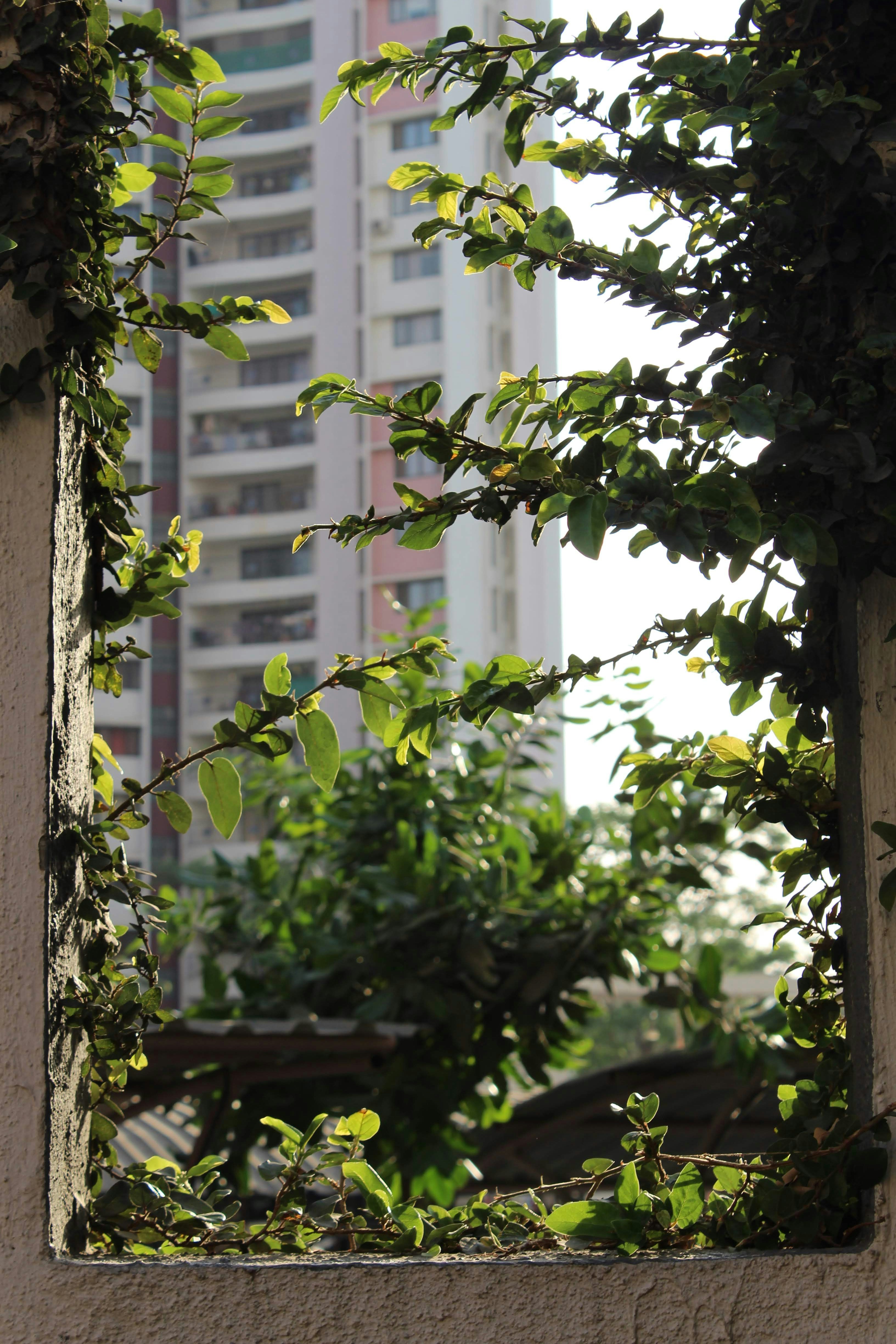 Vines Frame the City: Green Archway Before a Tall Residential Silhouette