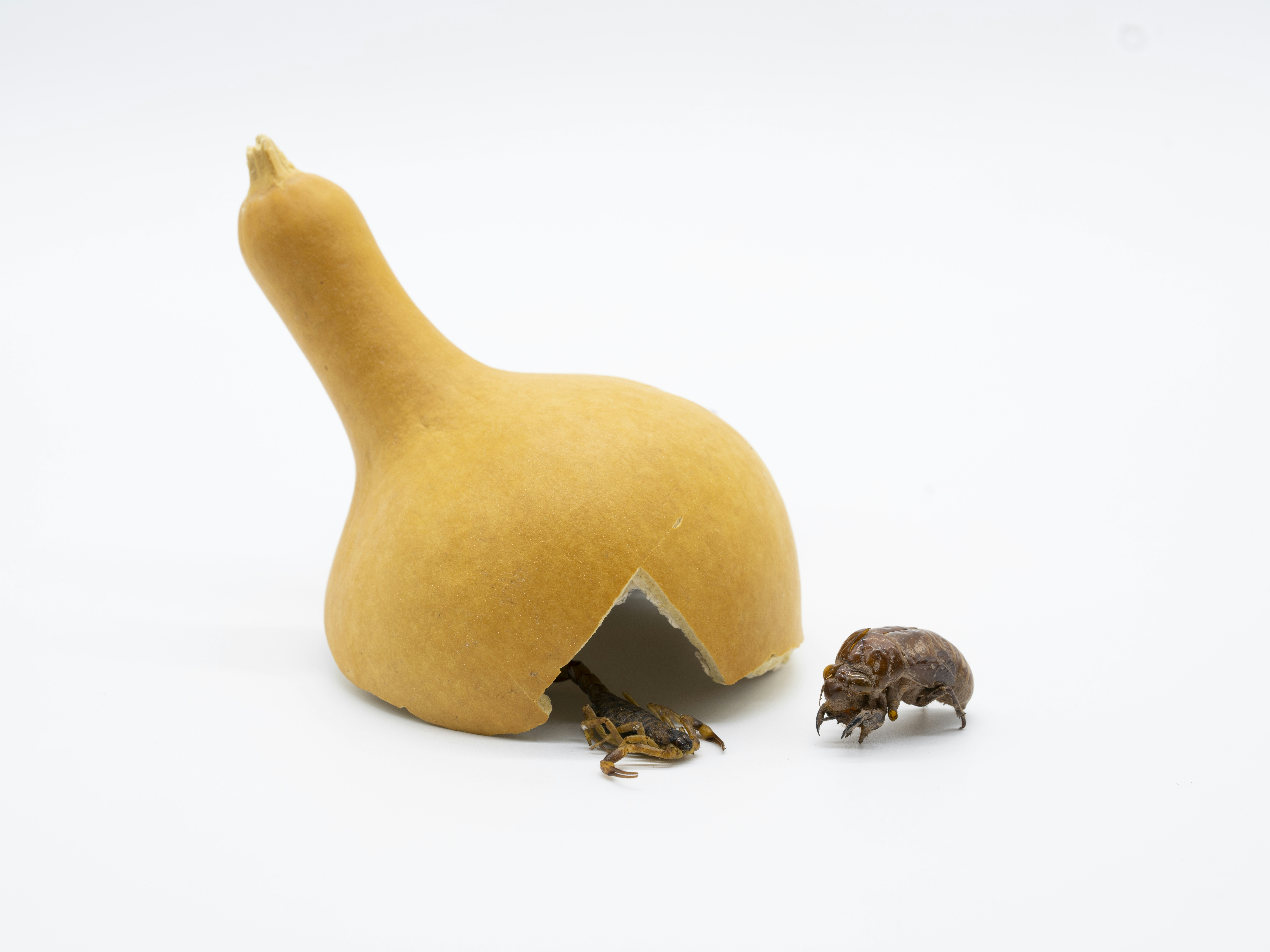 A toy of a squash and a bug on a white background photo – Free Chinese ...