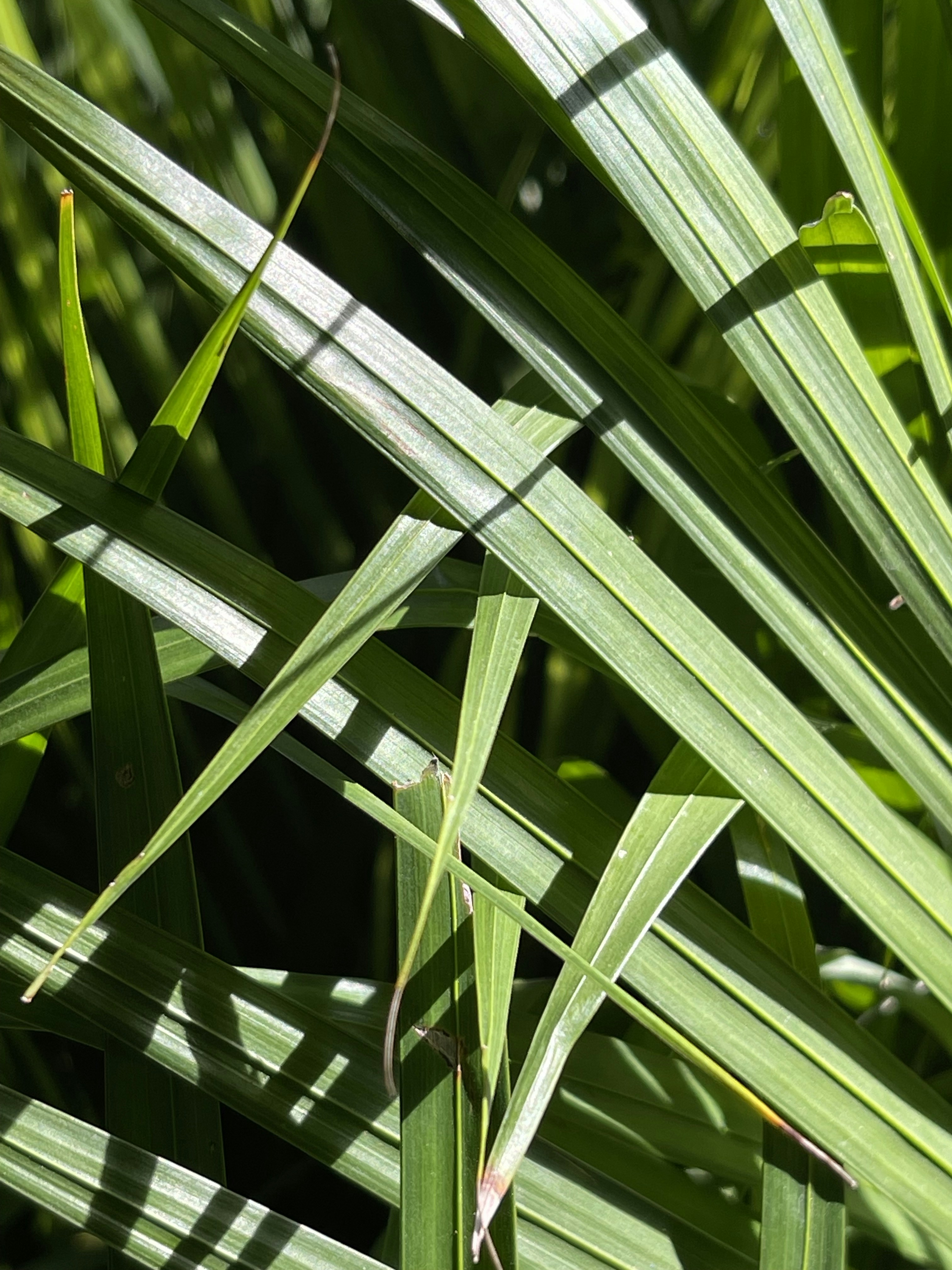 A close up of a green plant with long thin leaves photo – Free Green ...