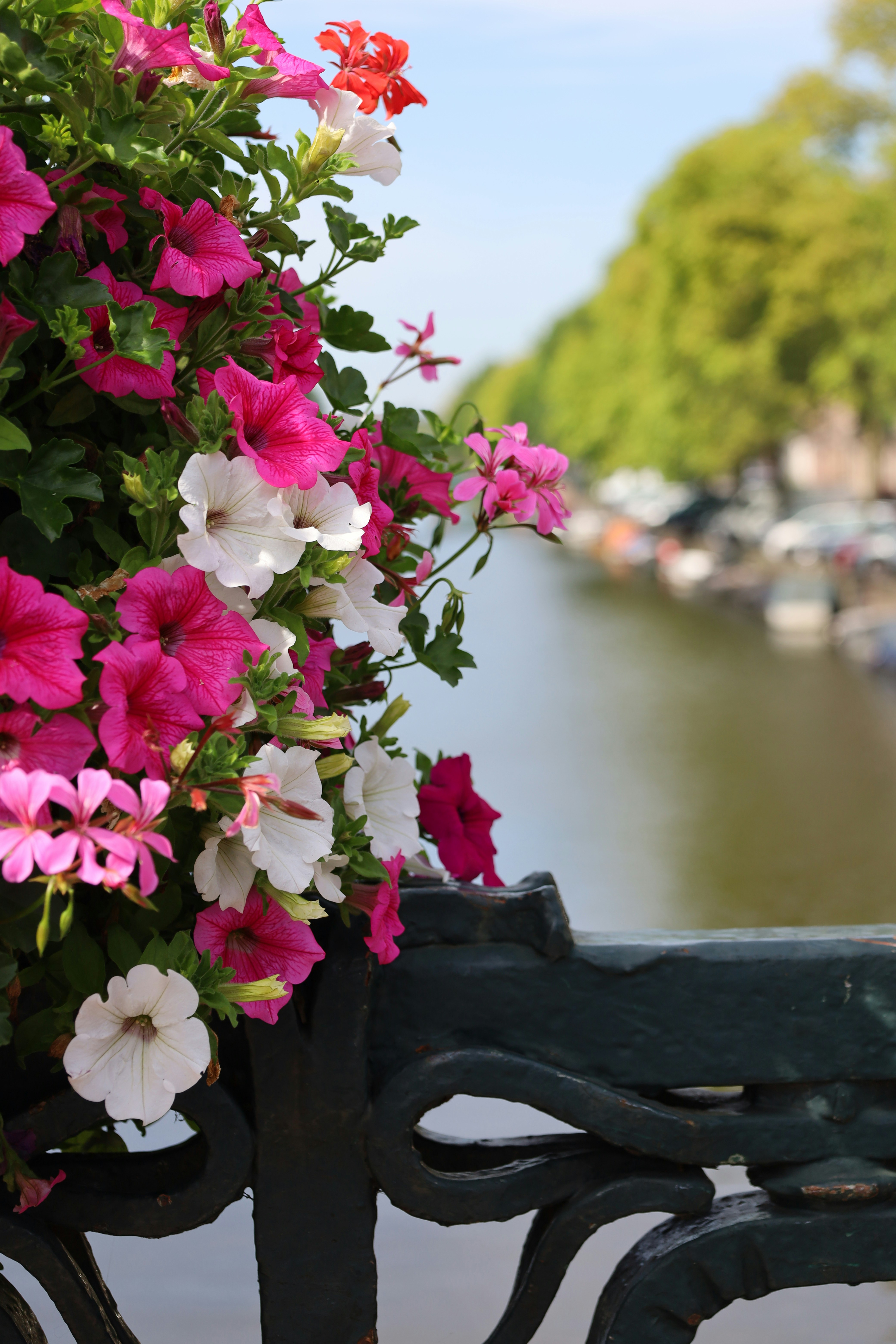 Sun-kissed Petals Over the Canal Rail