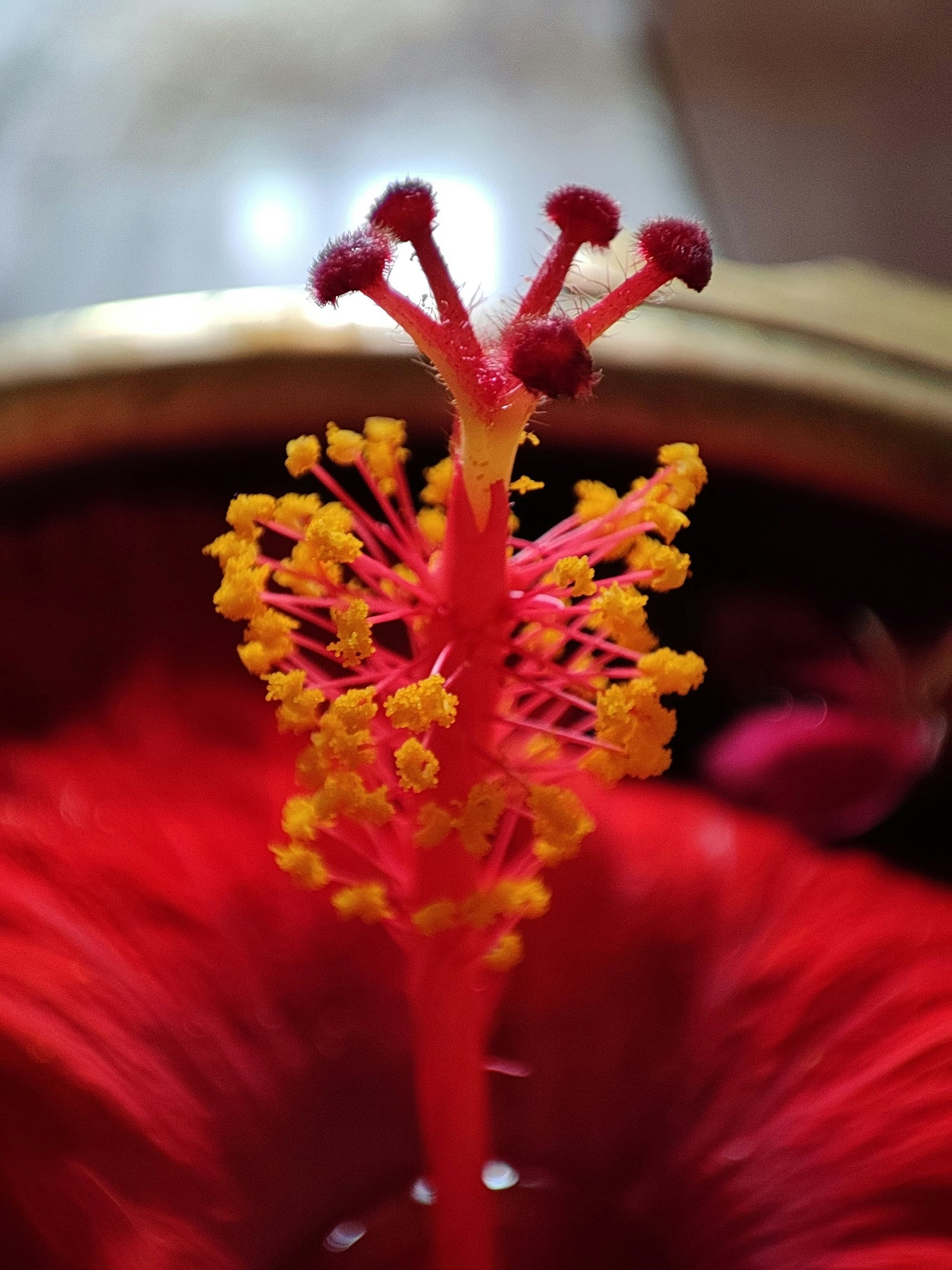 Crimson Hibiscus Stamen: Golden Pollen Macro Portrait