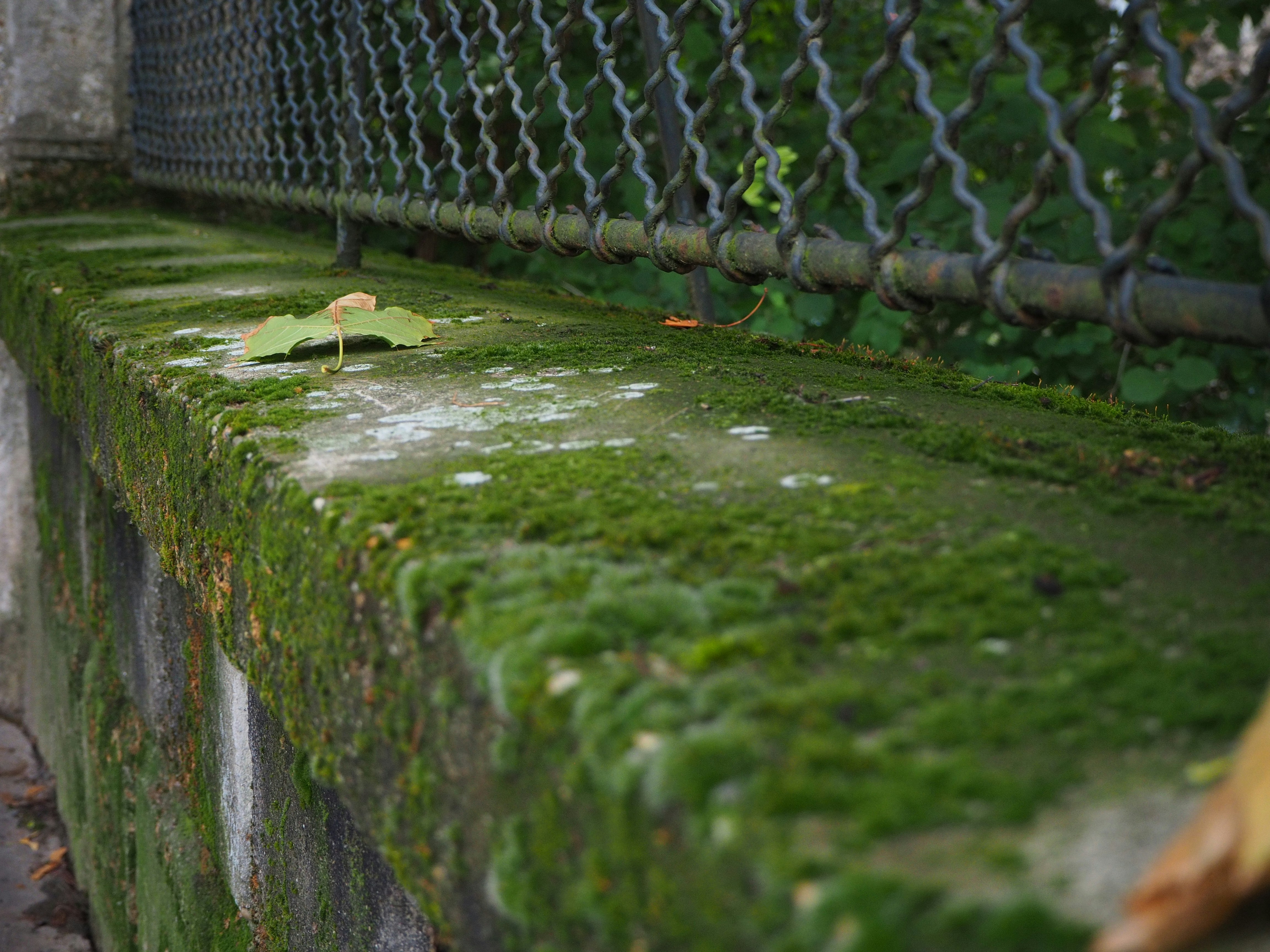 Lone Leaf on a Moss-Covered Ledge Beneath Chain-Link