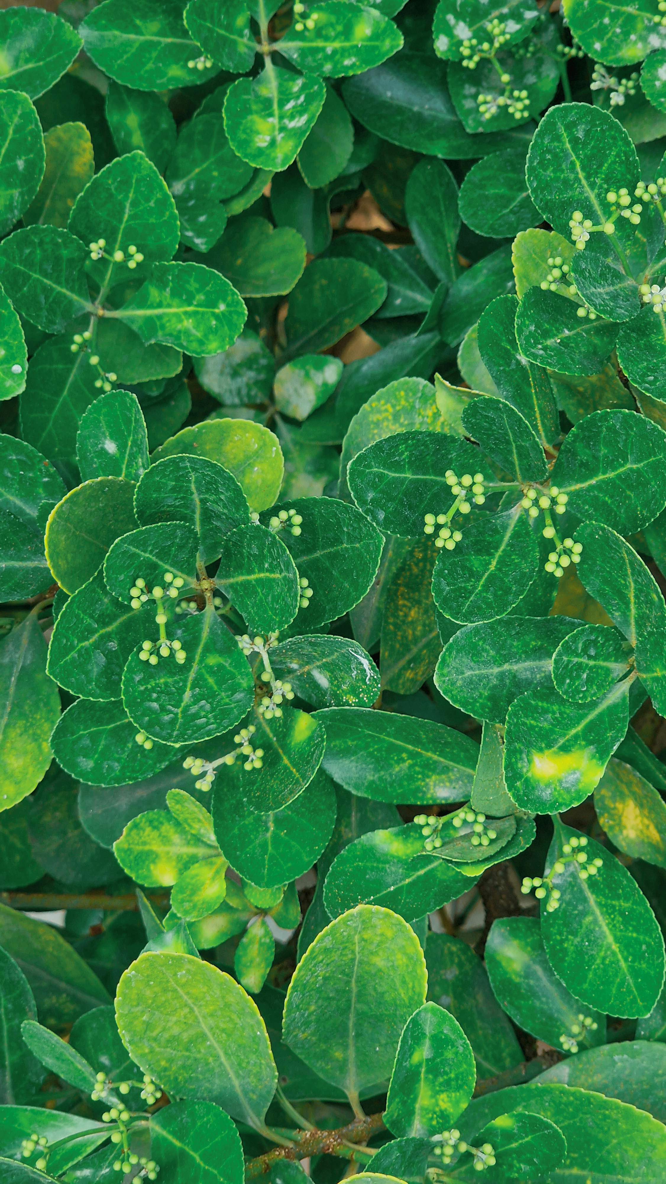 Verdant Clusters: Close-Up of Leafy Texture and Tiny Buds