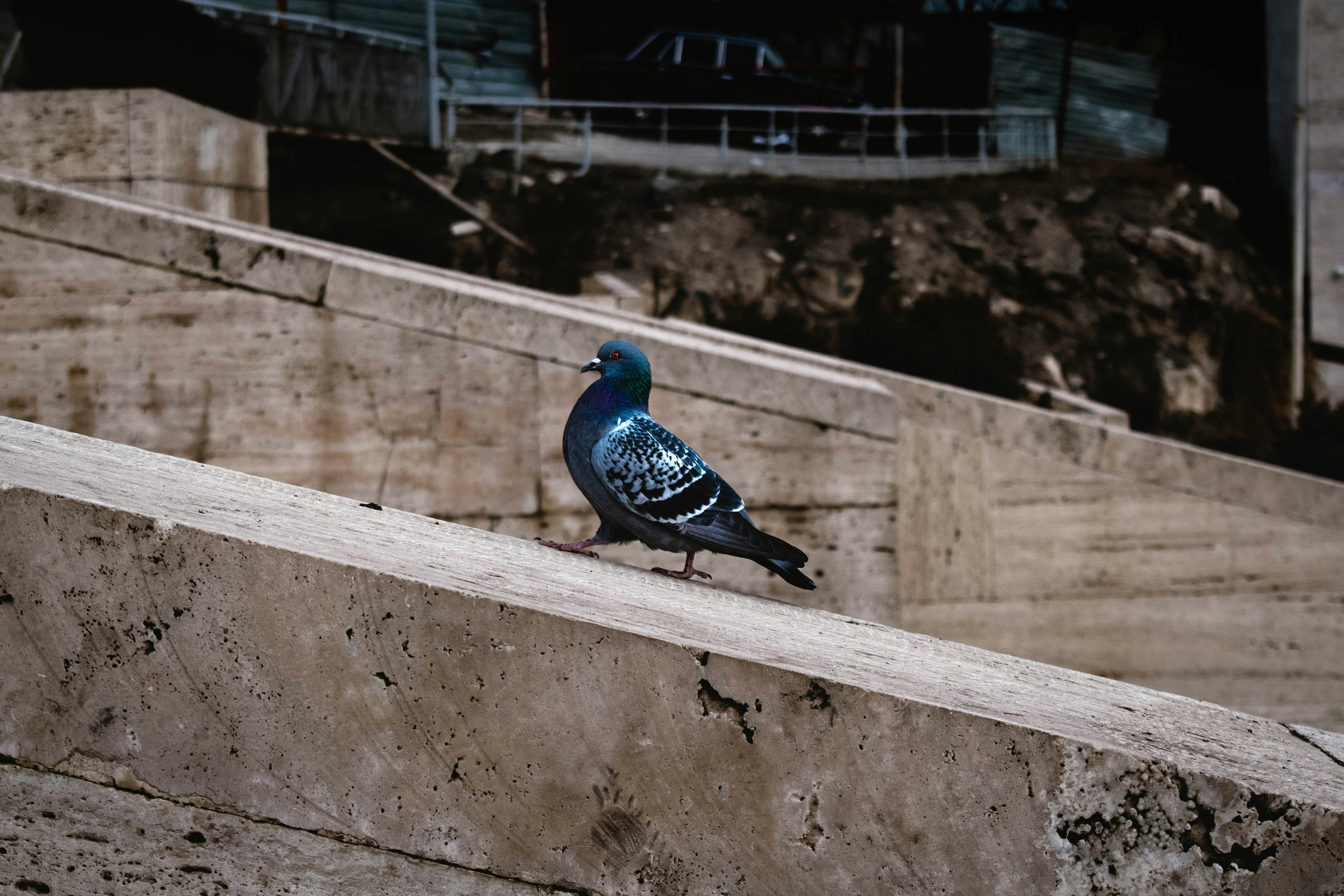 Sentinel on Sloped Concrete: A Blue-Gray Dove Amid Urban Construction