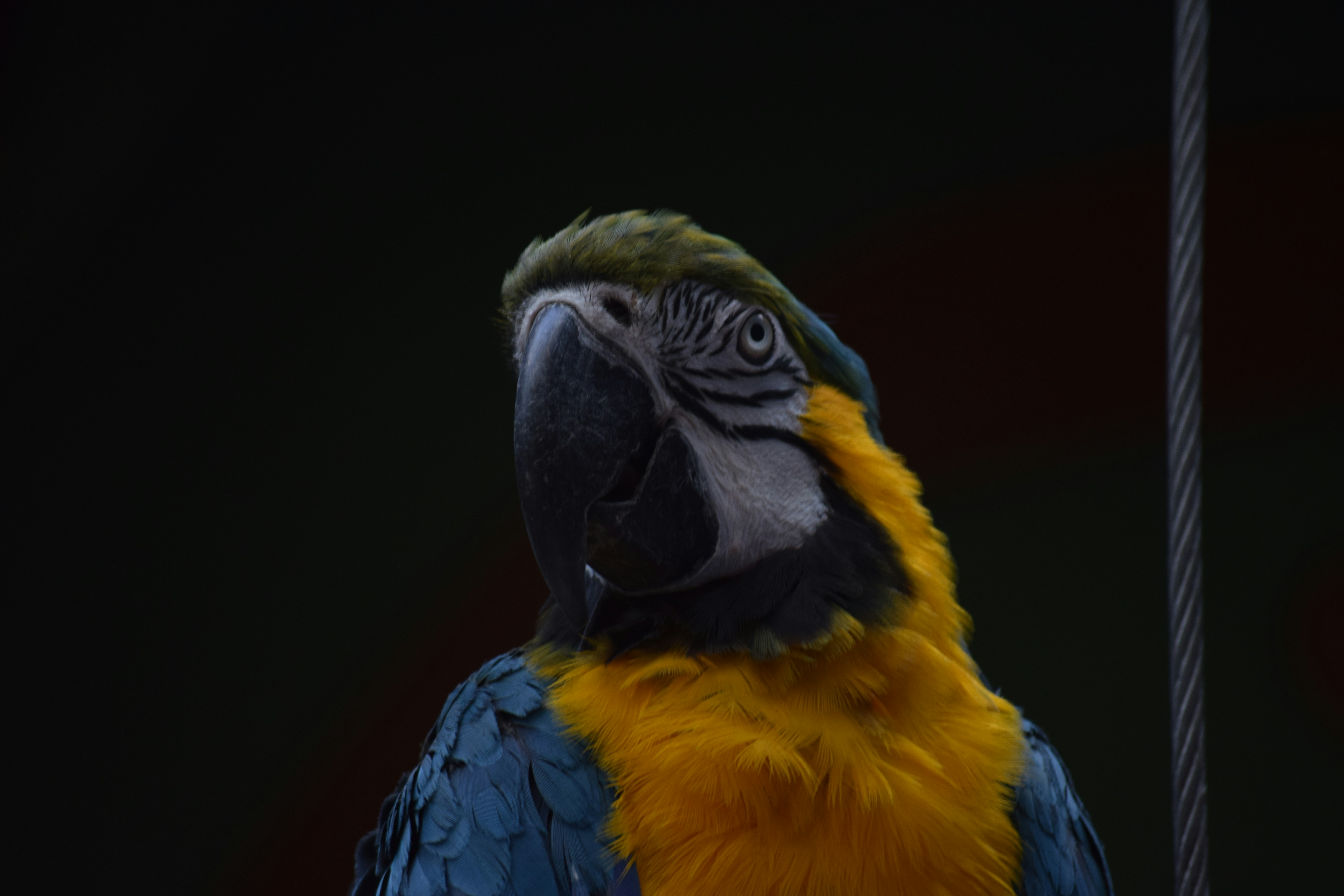 A blue and yellow parrot with a black background photo – Free Bird ...
