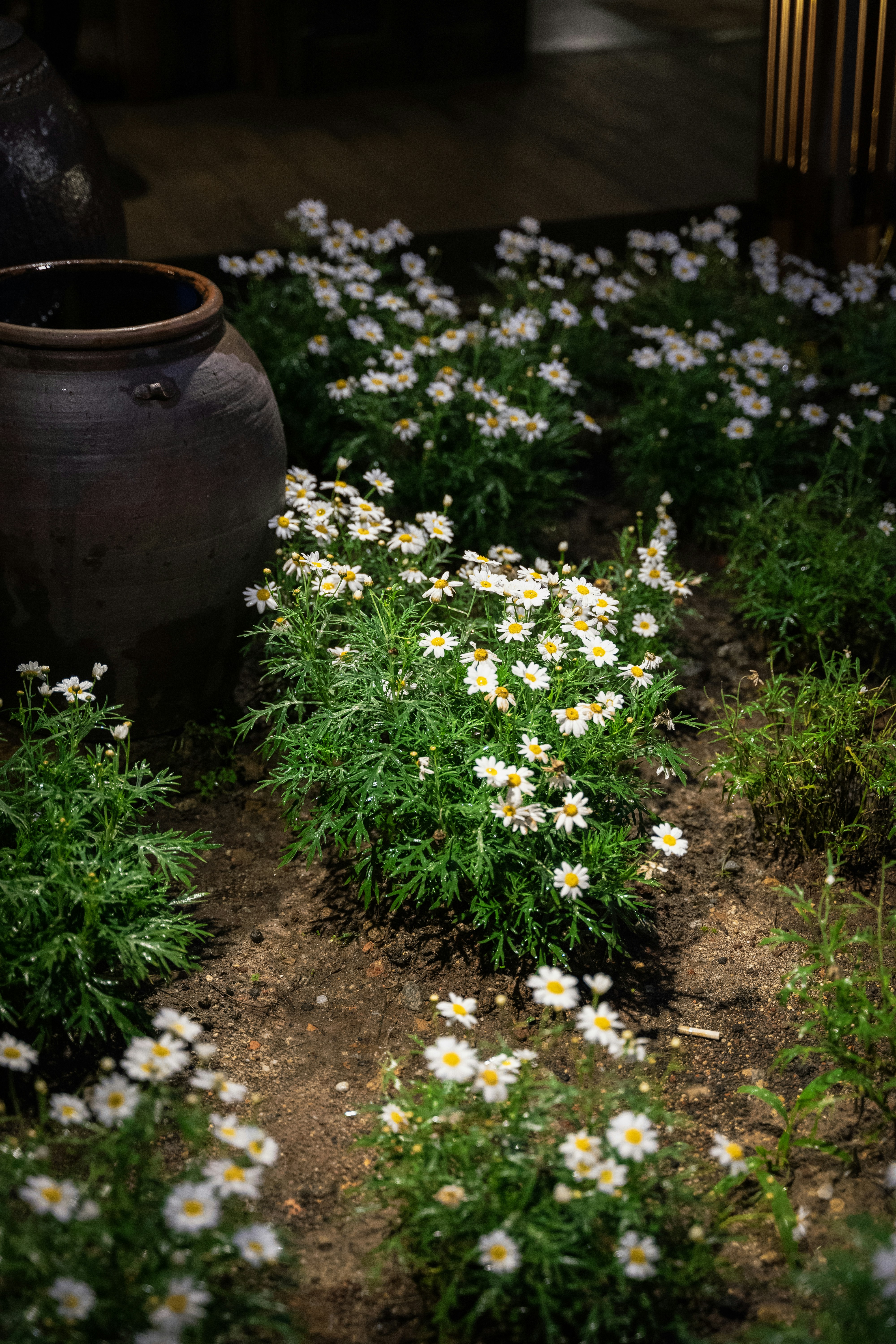Daisies at Dusk: A Quiet Garden Bed Framed by a Rustic Pot