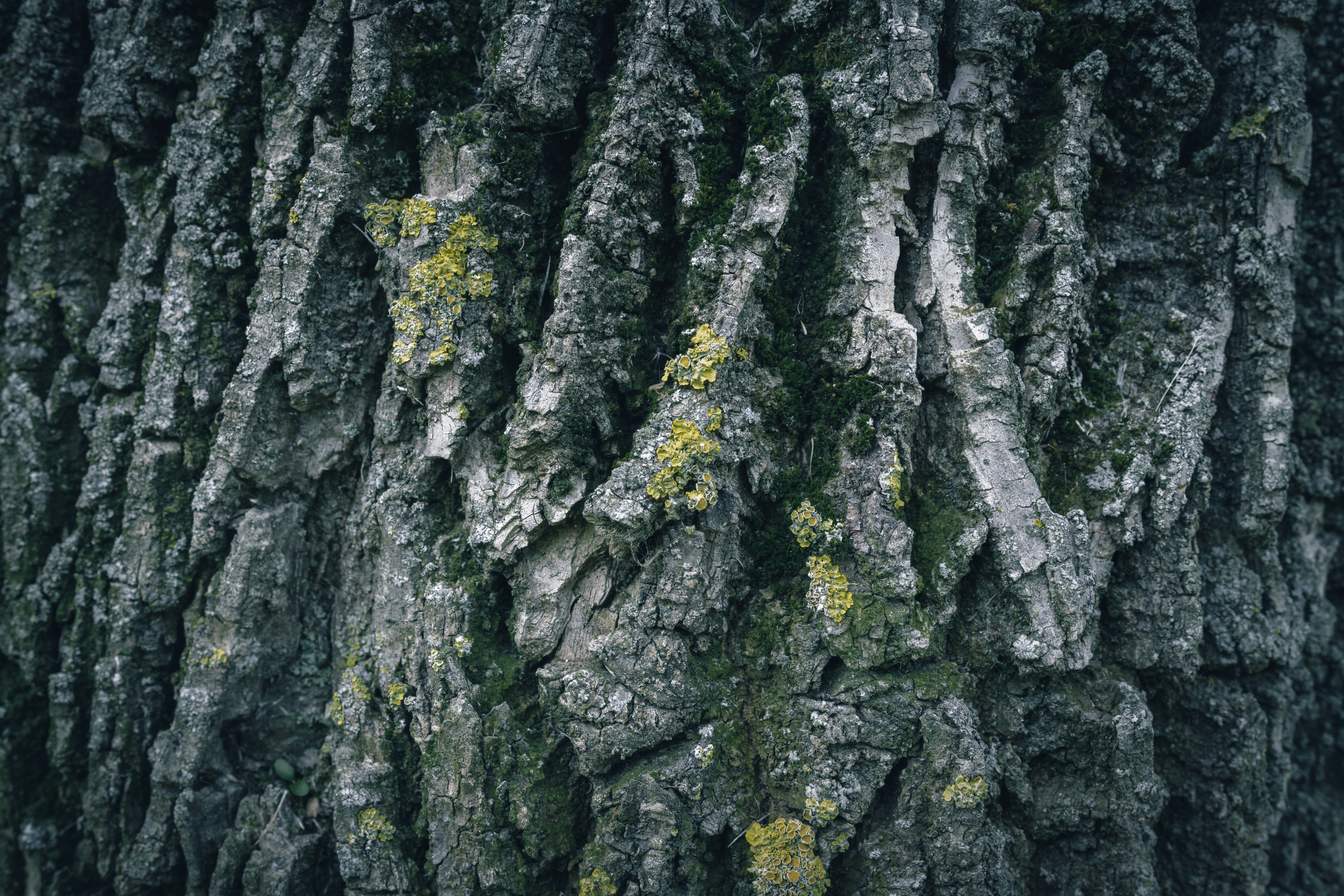 The bark of a tree with moss growing on it photo – Free Serbia Image on ...