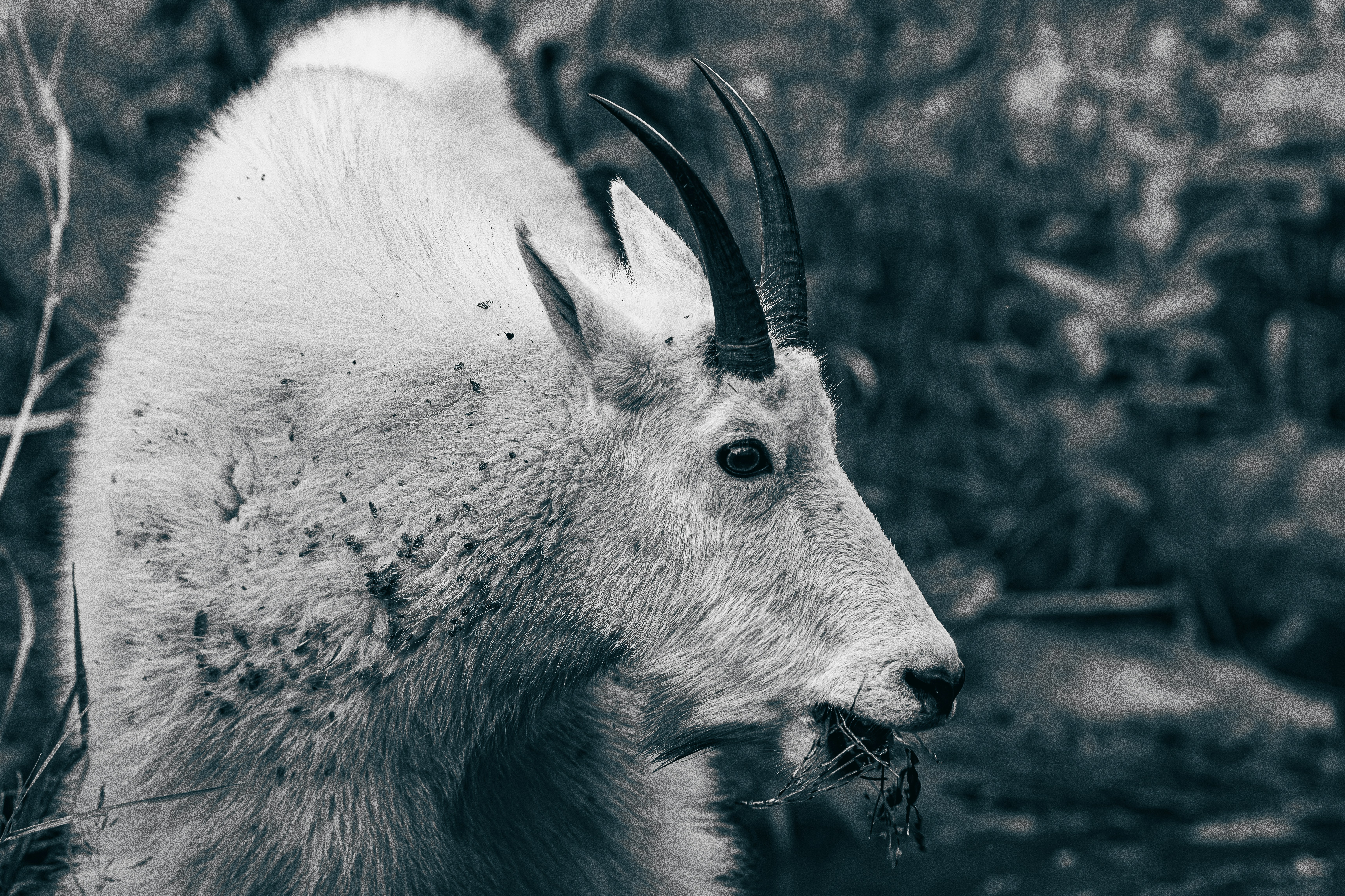 Rocky Mountain Goat Eating