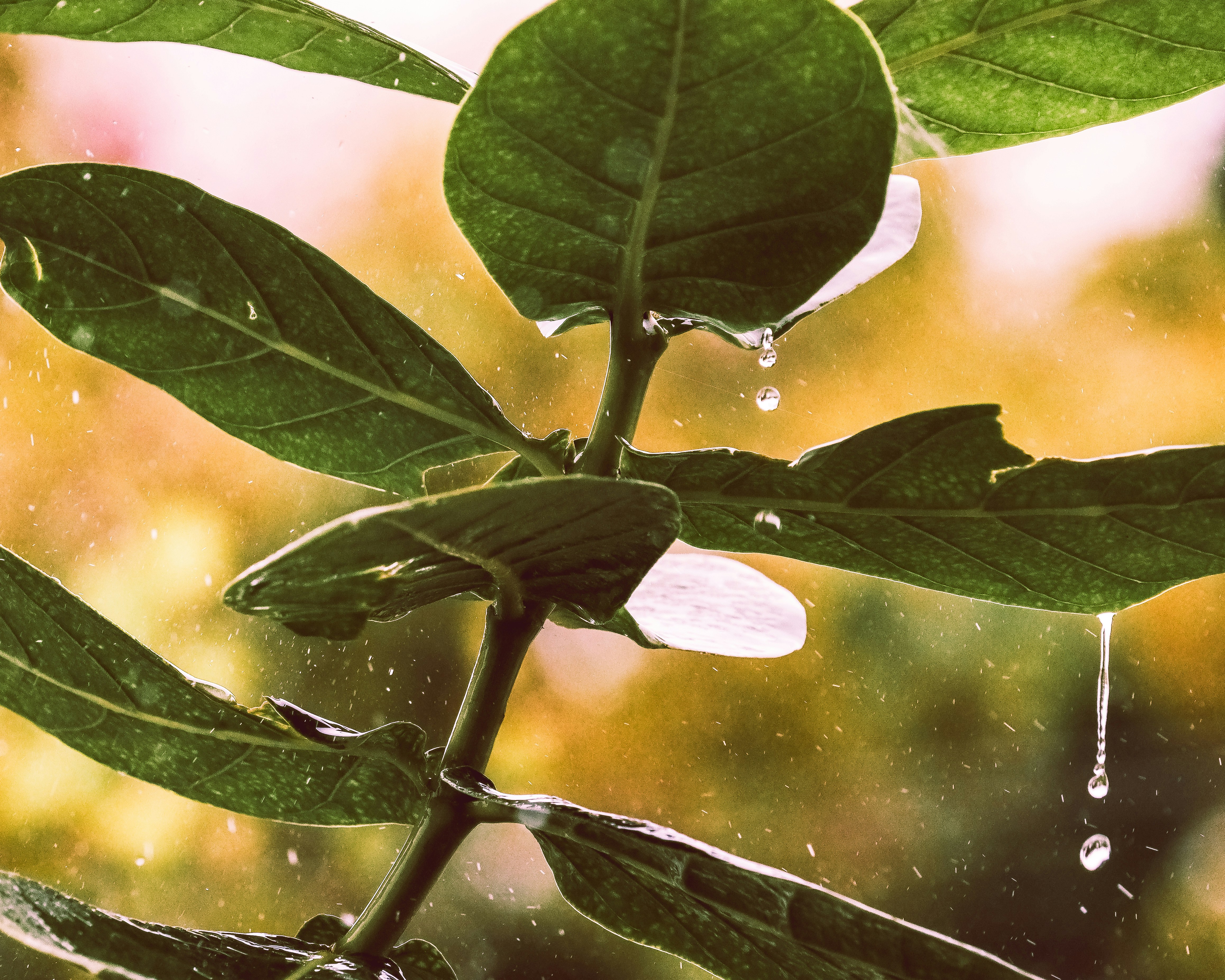 Dew-Kissed Stems: Macro Portrait of Leaves and Light