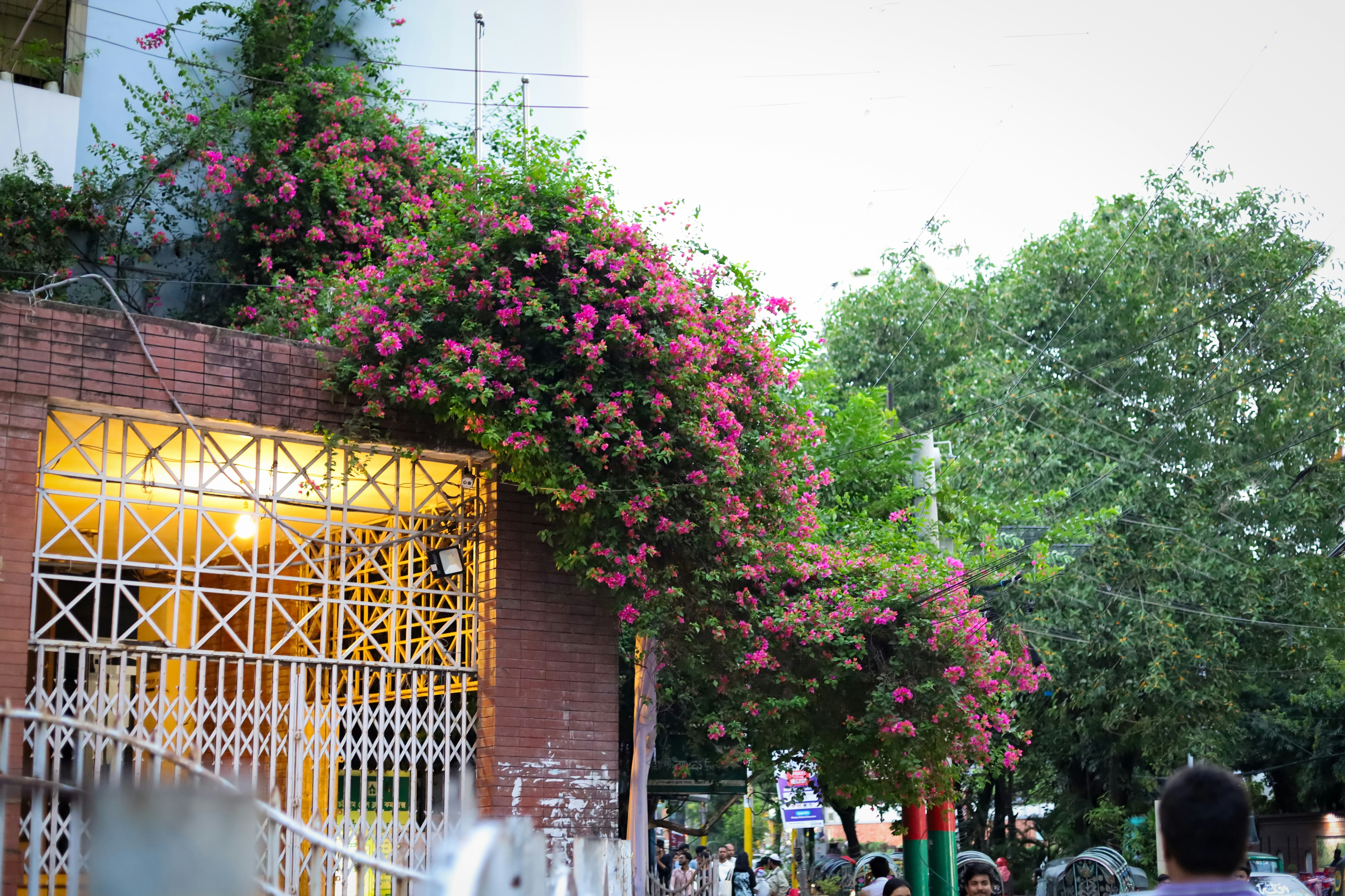 Sunlit Rose Arch Over a Brick Gate on a Tree-Lined Street