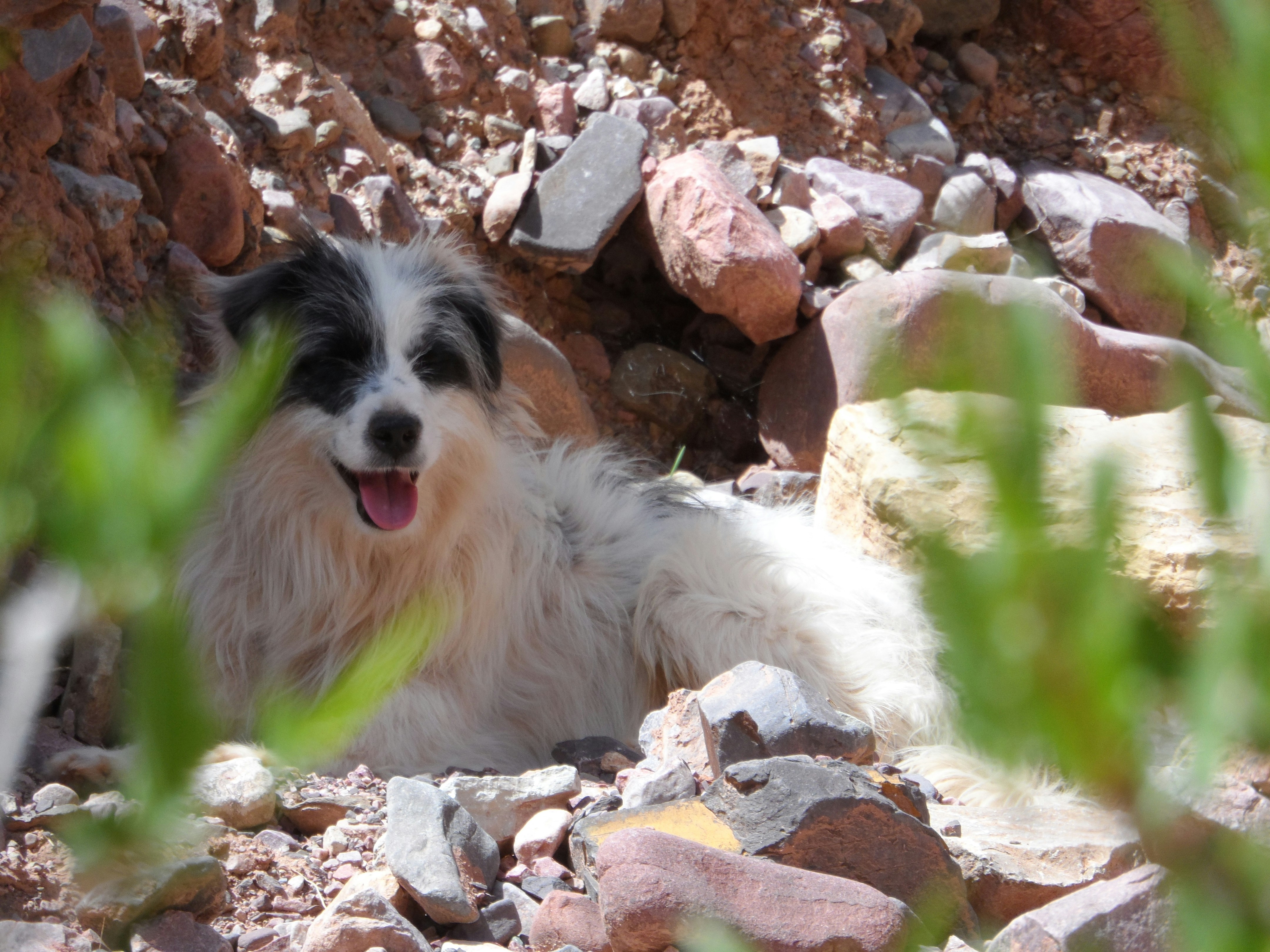 White-Pawed Wanderer Resting Among River Stones