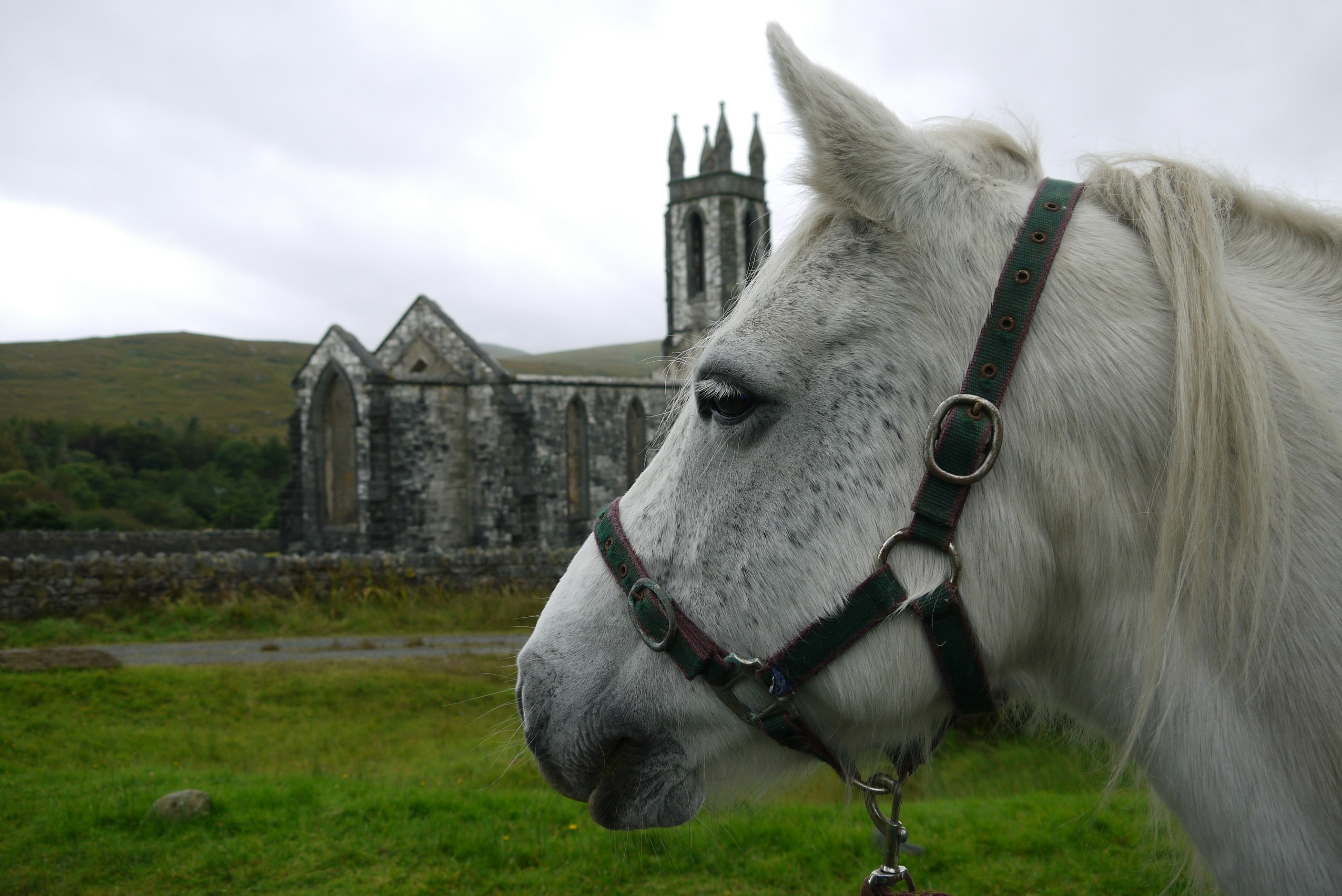Profile view of a white horse with a weathered abbey ruin and green pasture under a gray sky.