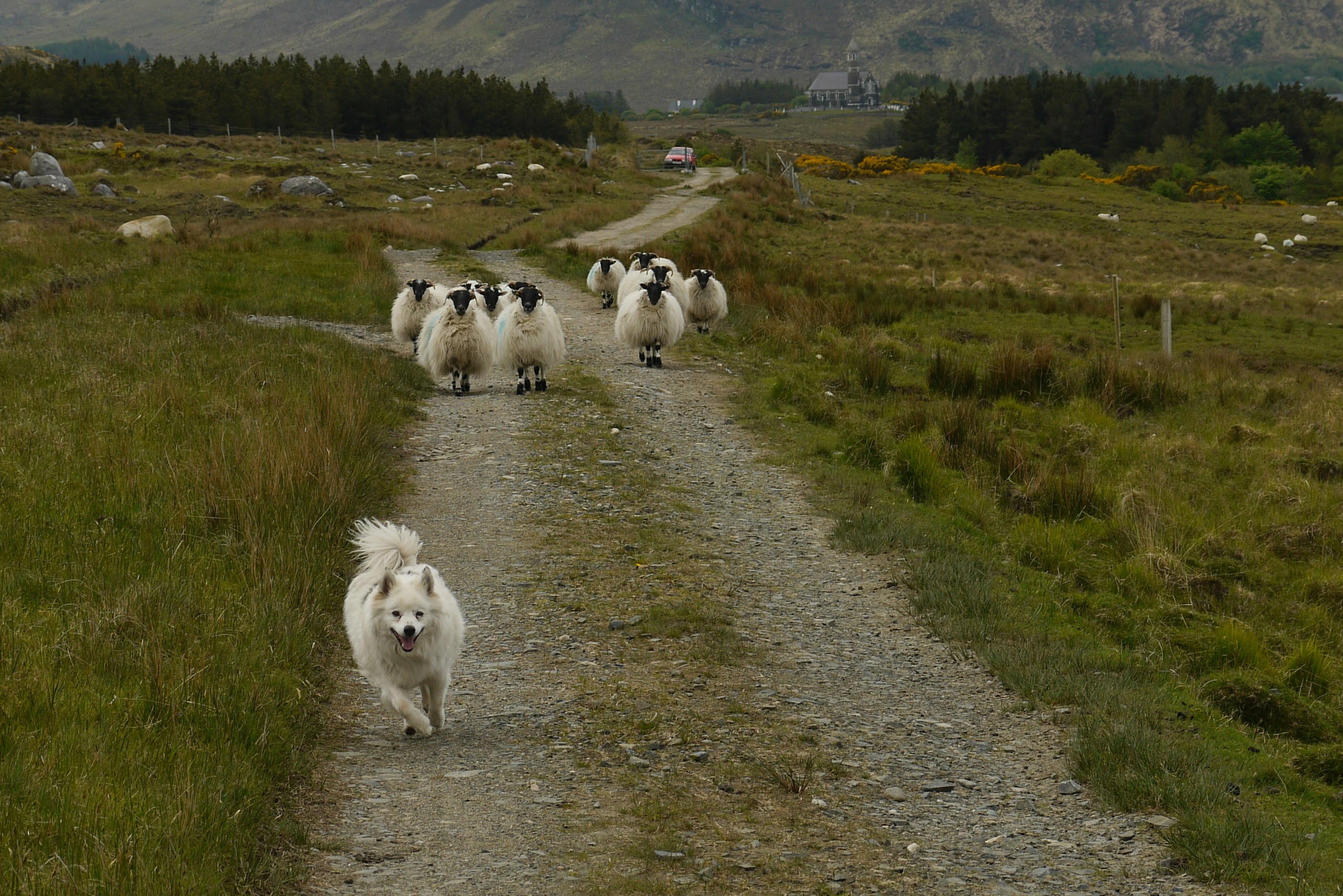 Photograph of a white herding dog leading a flock along a gravel path across a moor with distant mountains.