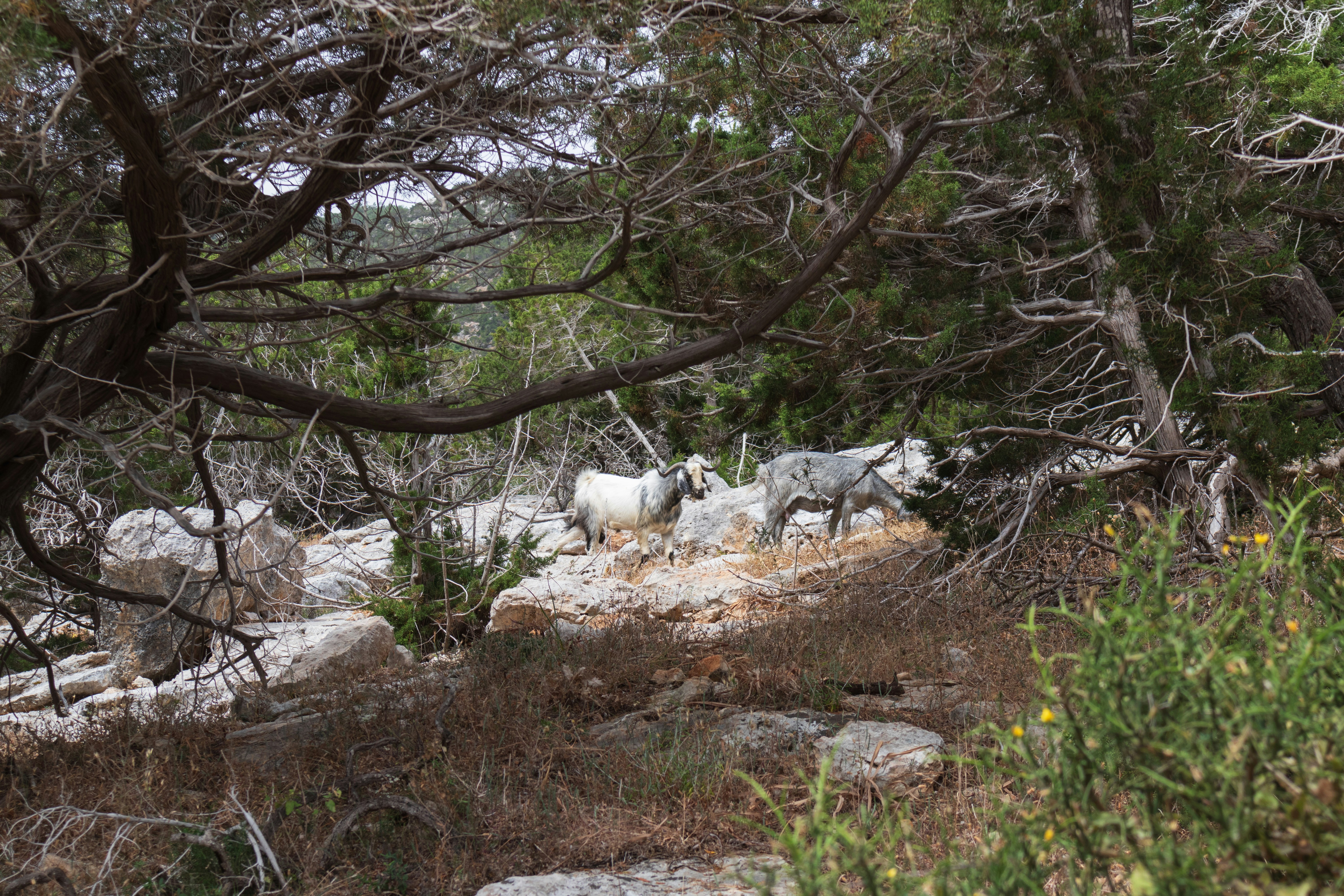 White Goat Corridor: Wildlife Pause in a Rocky Alpine Thicket