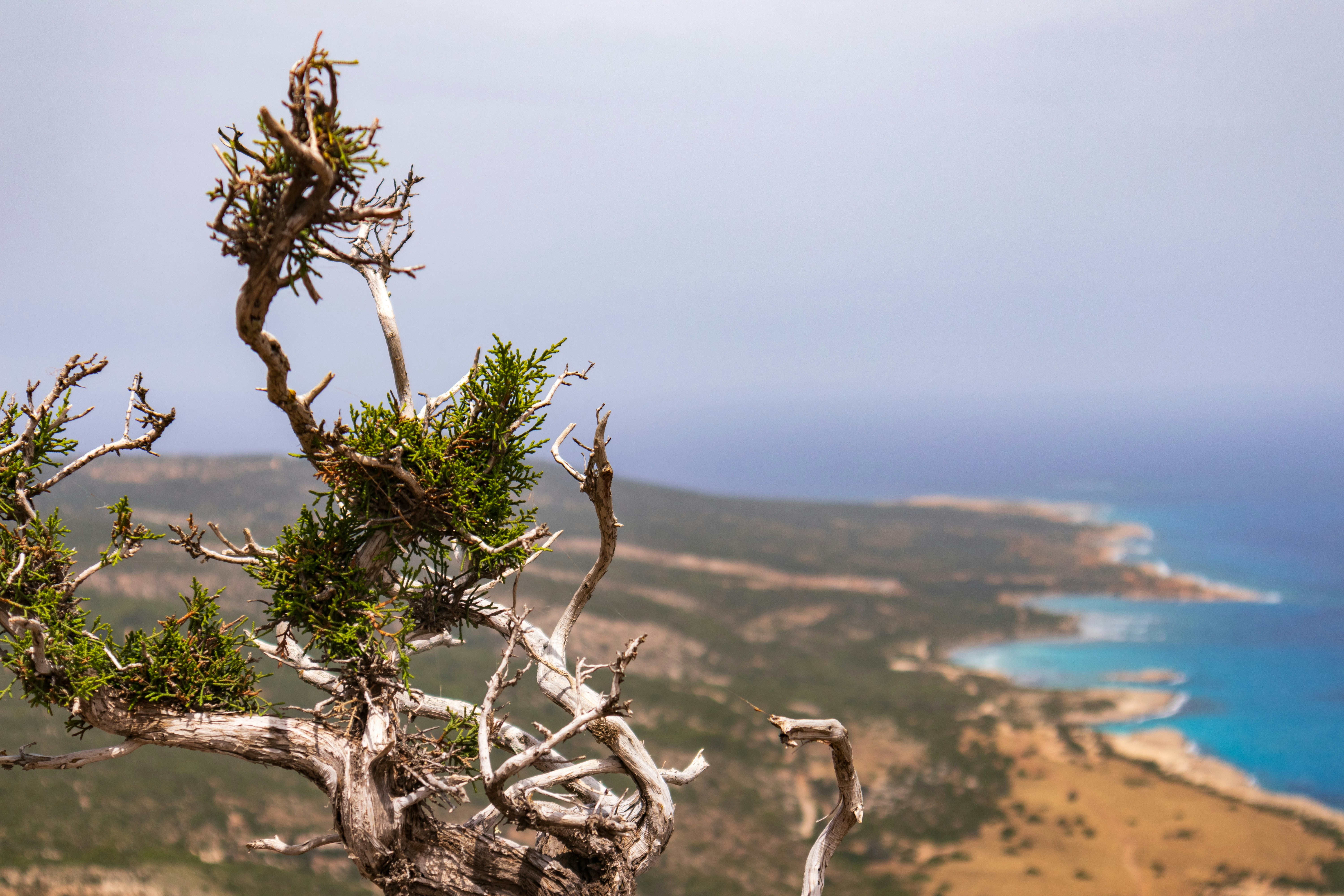 Gnarled Sentinel Framing a Turquoise Coastline