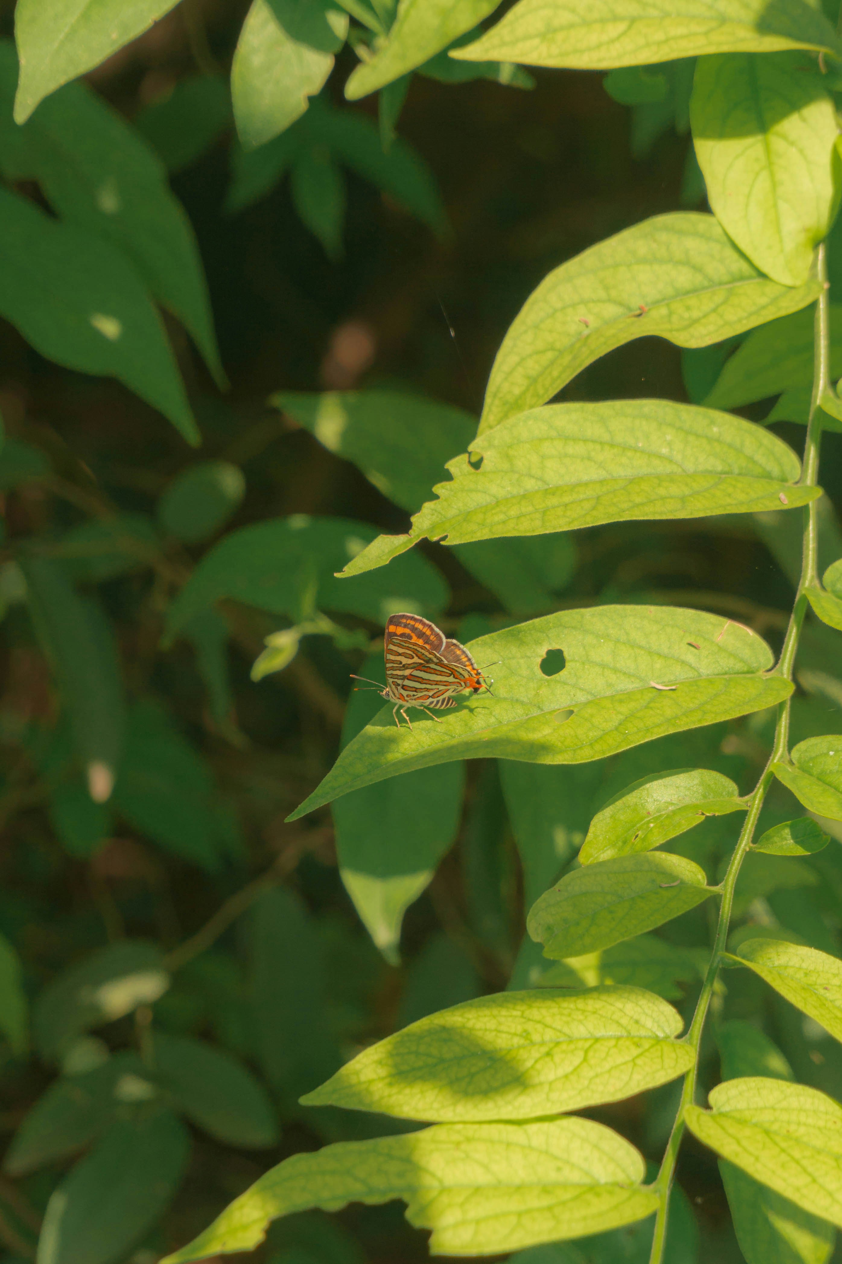 Perch in the Sun: a tiny orange-brown butterfly on a sunlit vine leaf