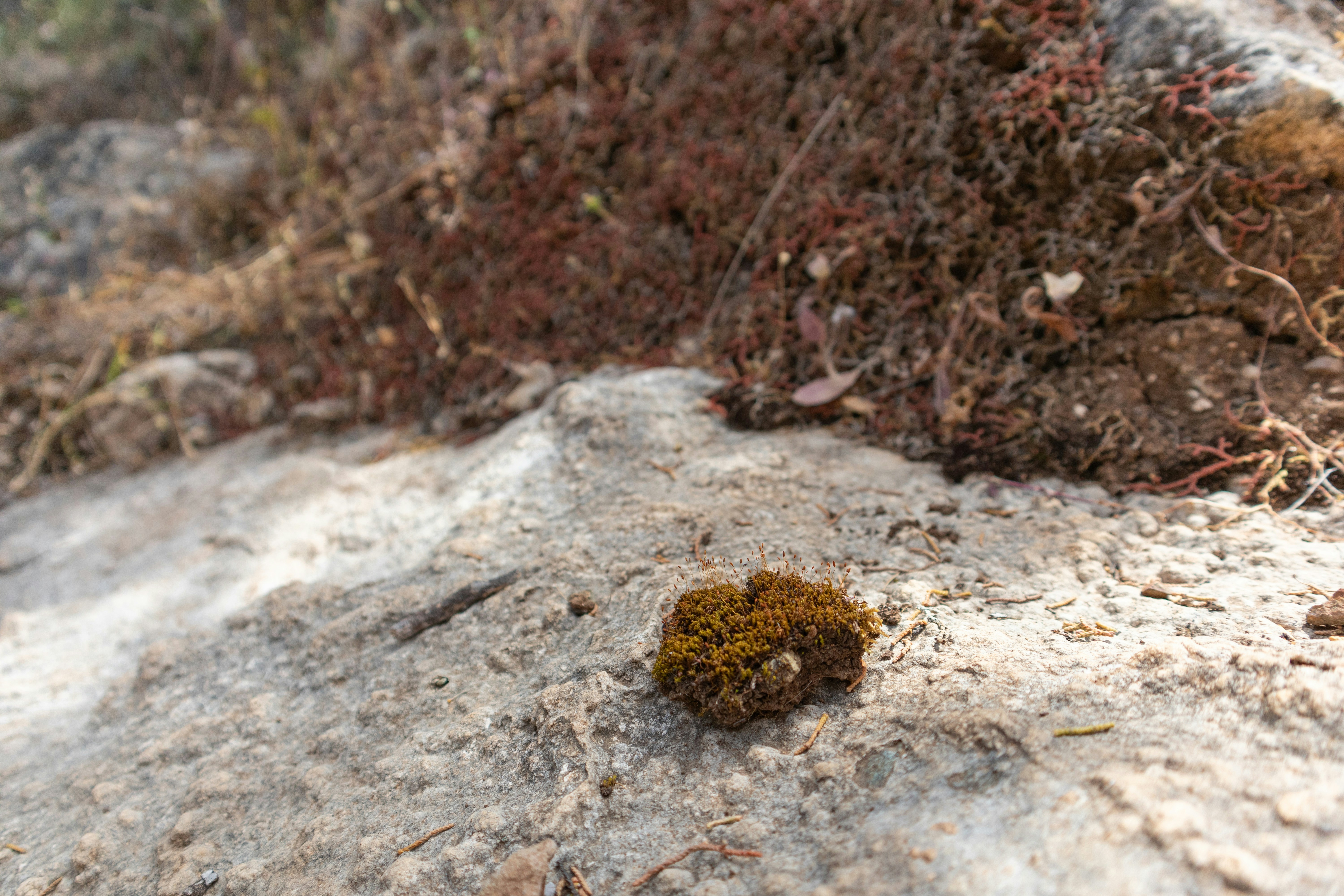 Moss Spotlight on a Weathered Granite Slab