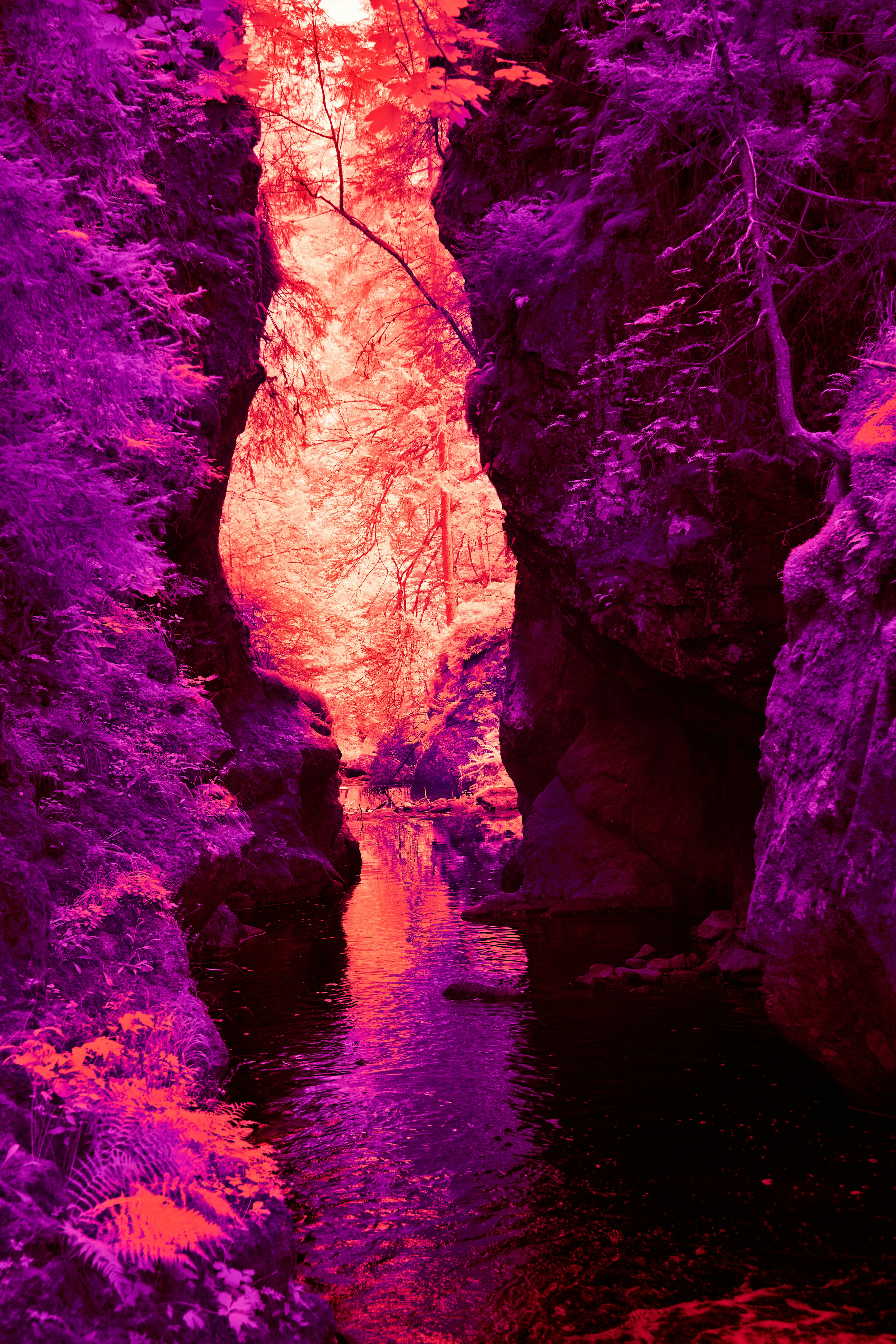 A river flowing through a lush purple forest photo – Free Nature Image ...