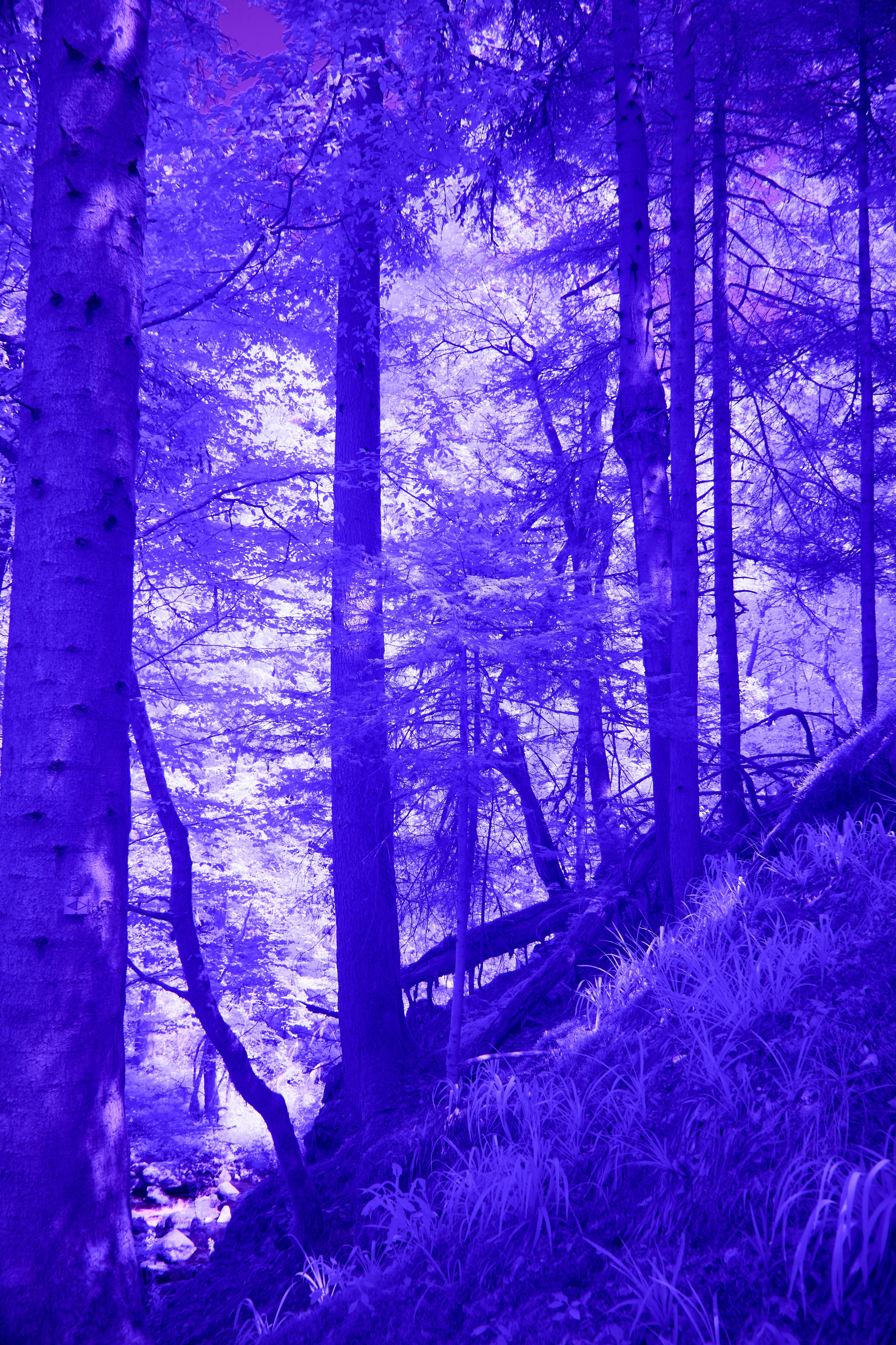 Photo by Wolfgang Hasselmann with Sony Alpha 7 IV