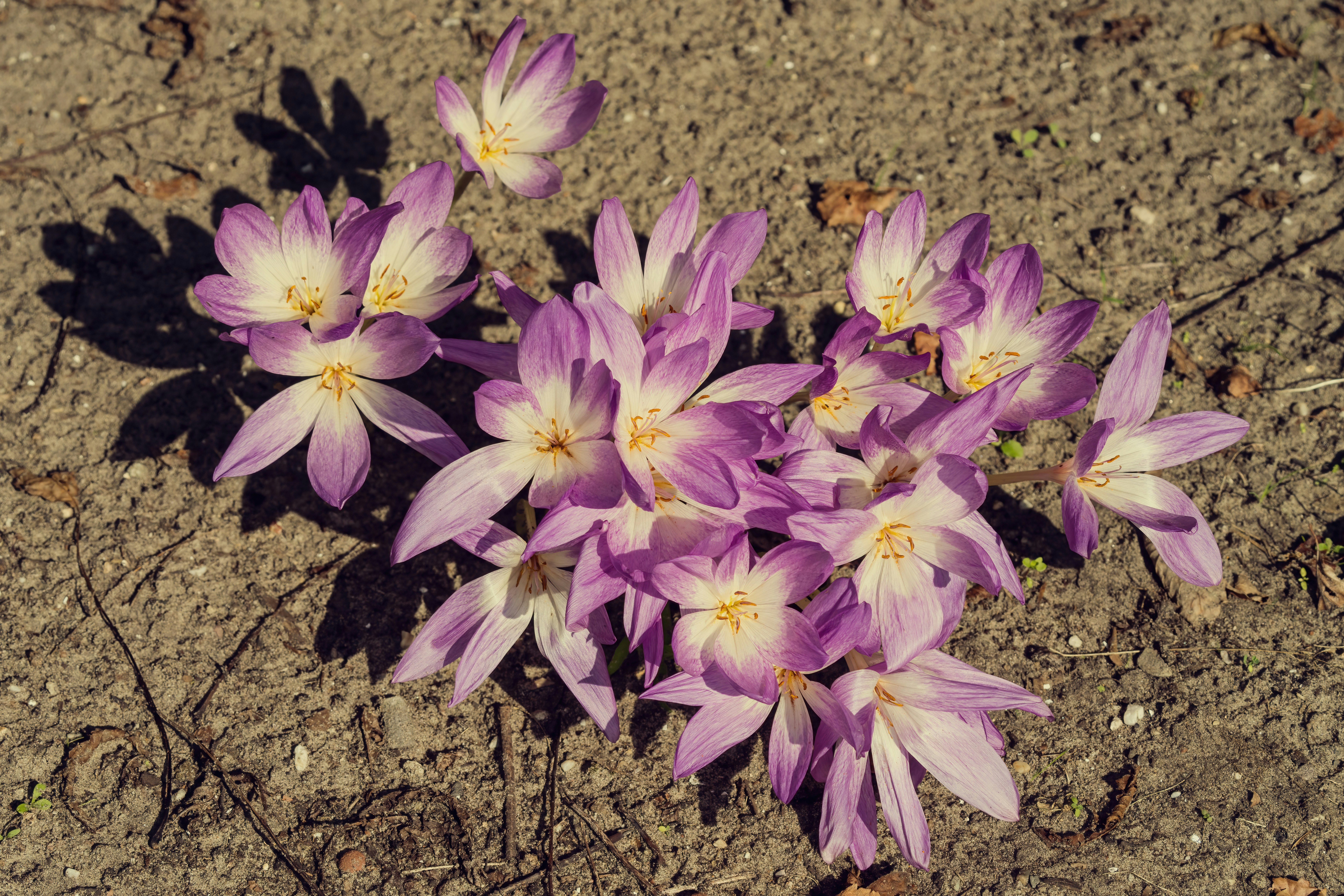 Photo by Pourya Gohari with Sony Alpha 7R V