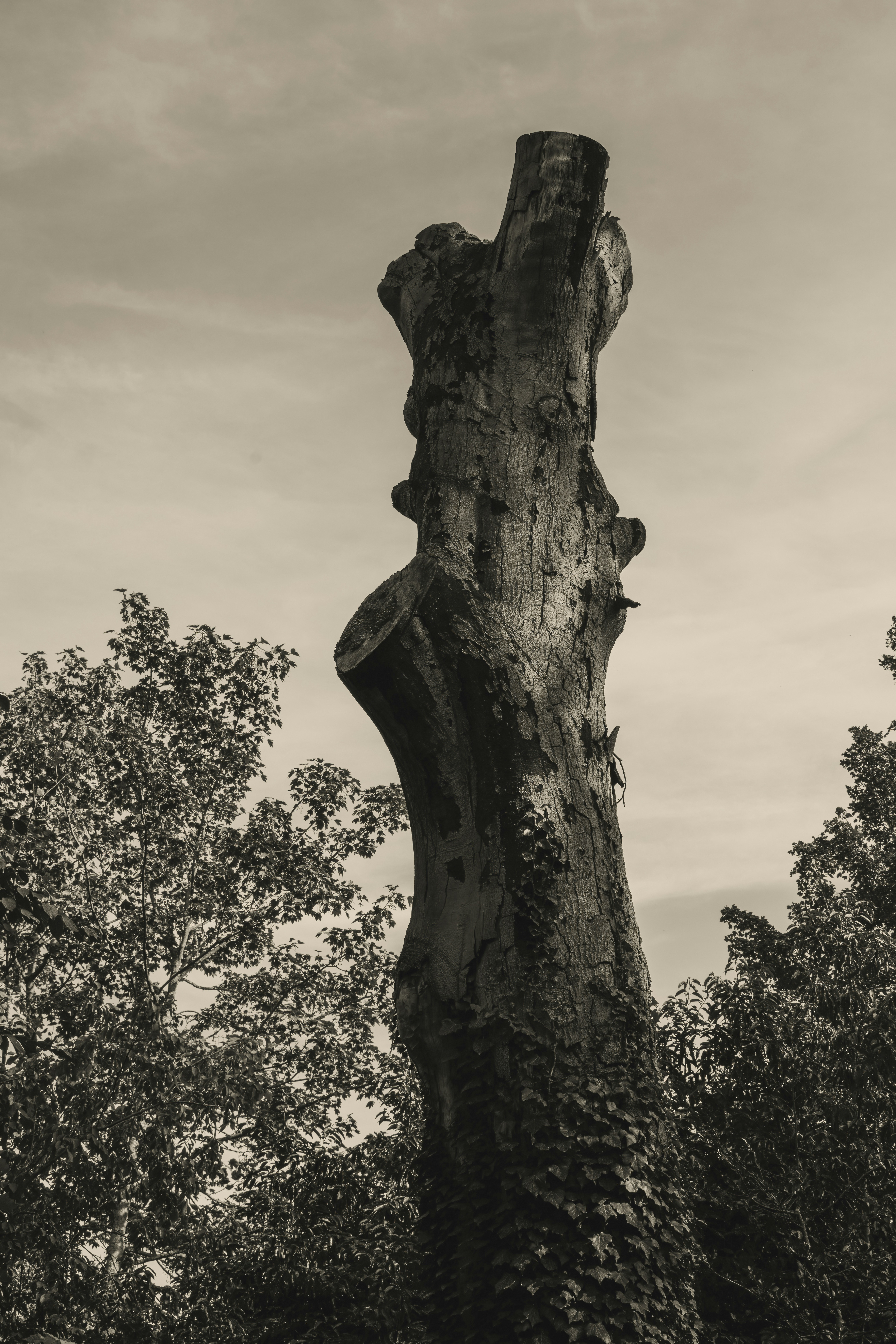 Ivied Sentinel: A Weathered Trunk Reaching Toward a Sepia Sky