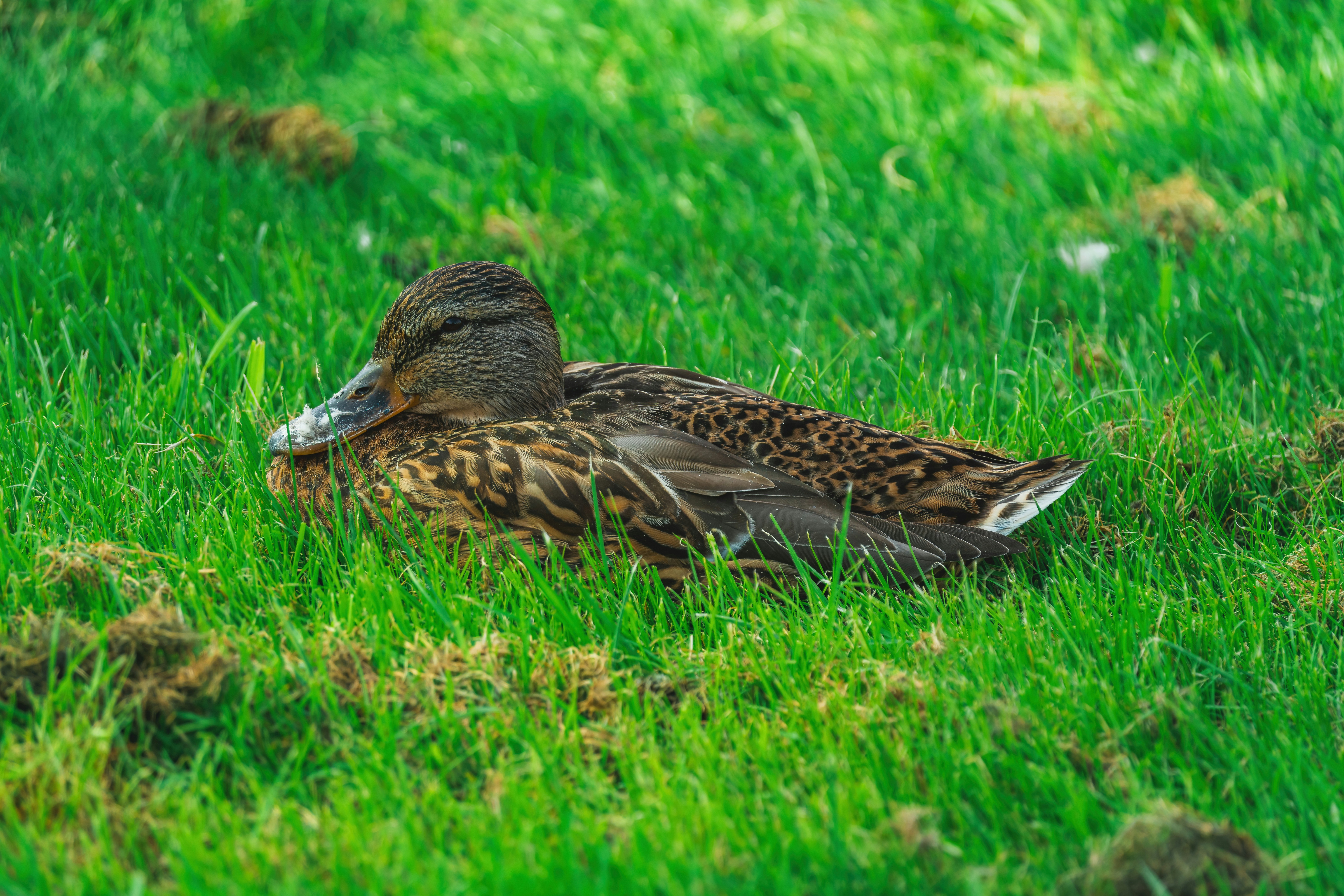A duck that is laying down in the grass photo – Free Wallpaper Image on ...