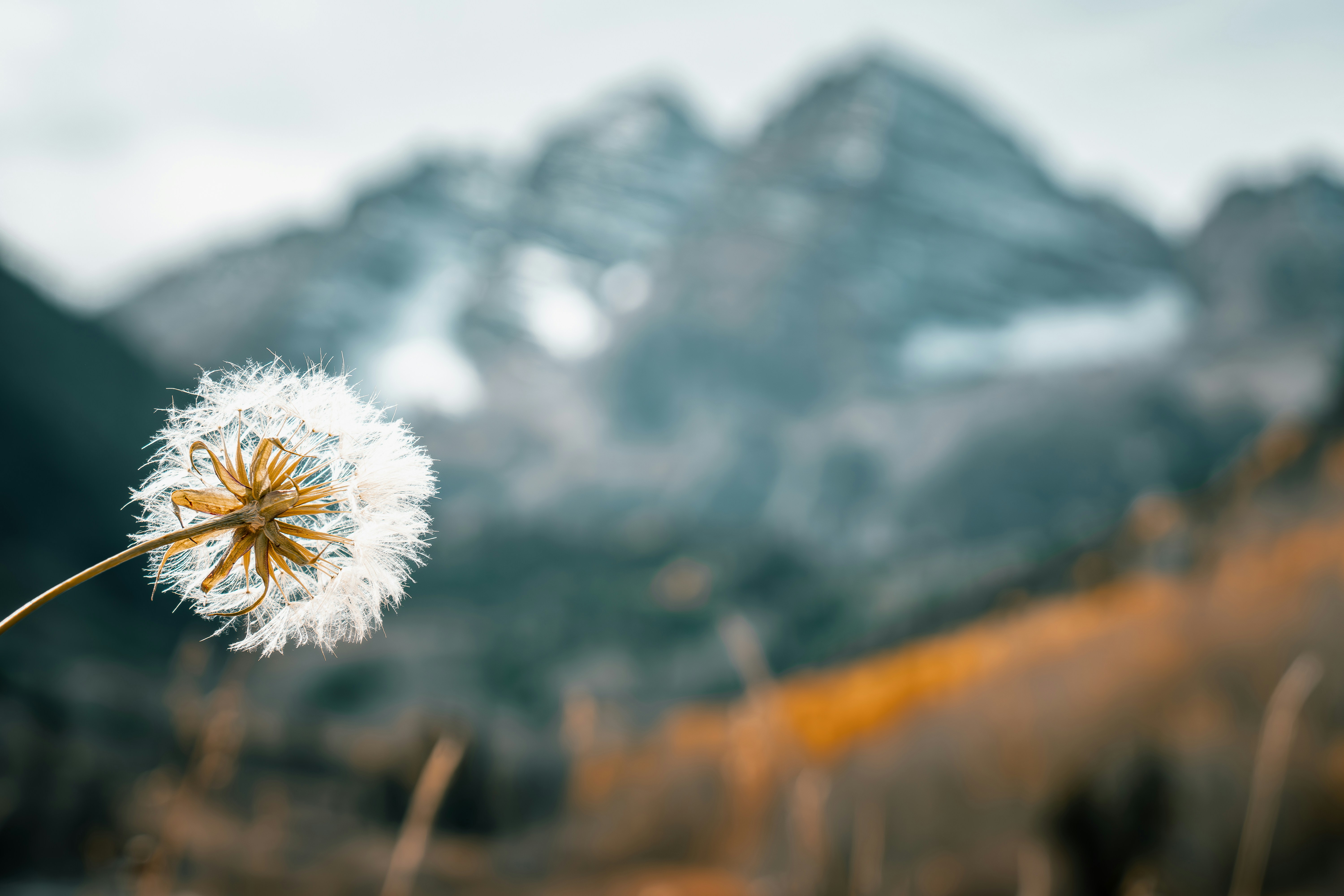 Dandelion Sentinel Framing the Alpine Horizon