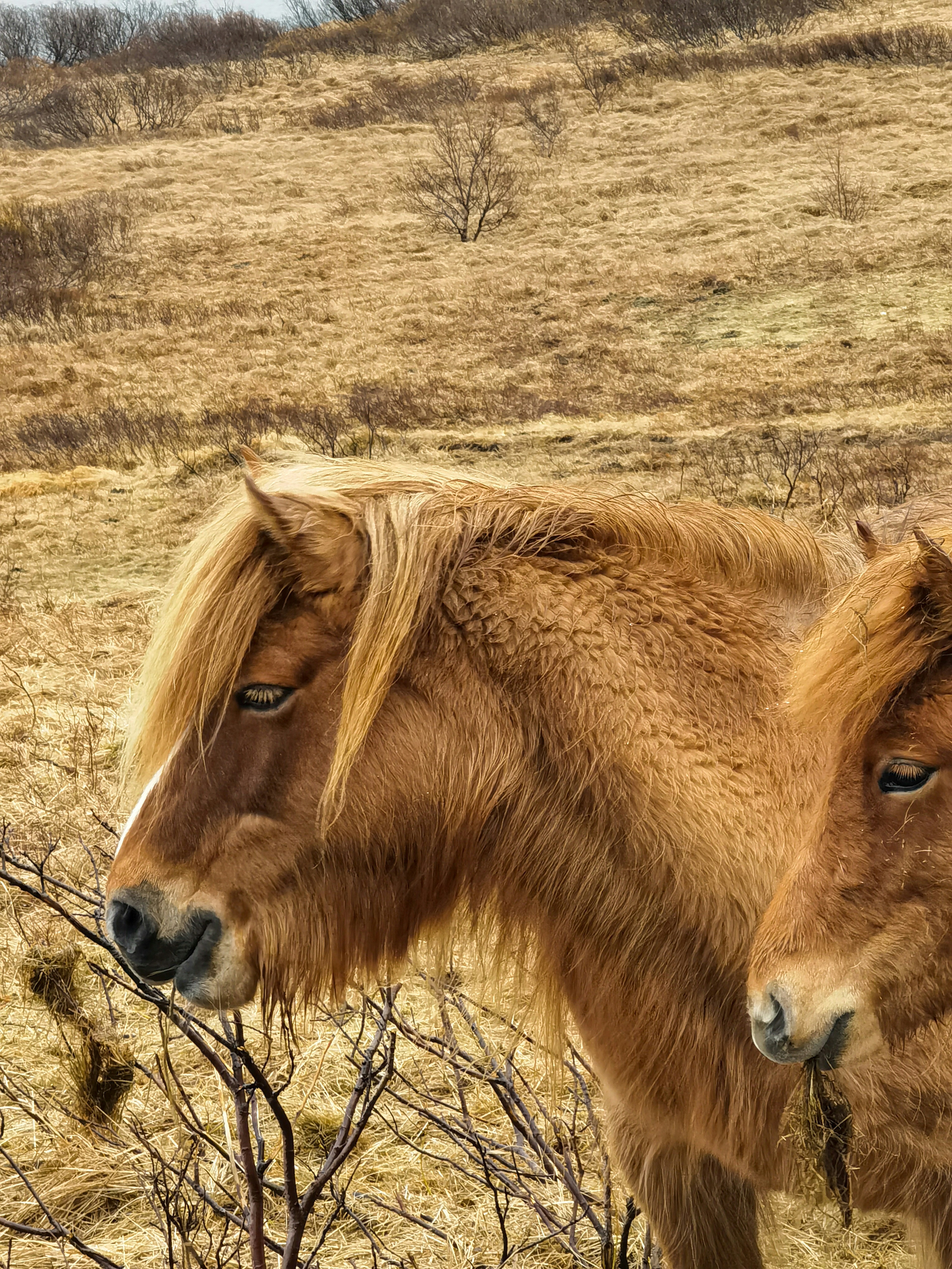 Amber Gelid Pasture: Close Companions on a Quiet Ridge