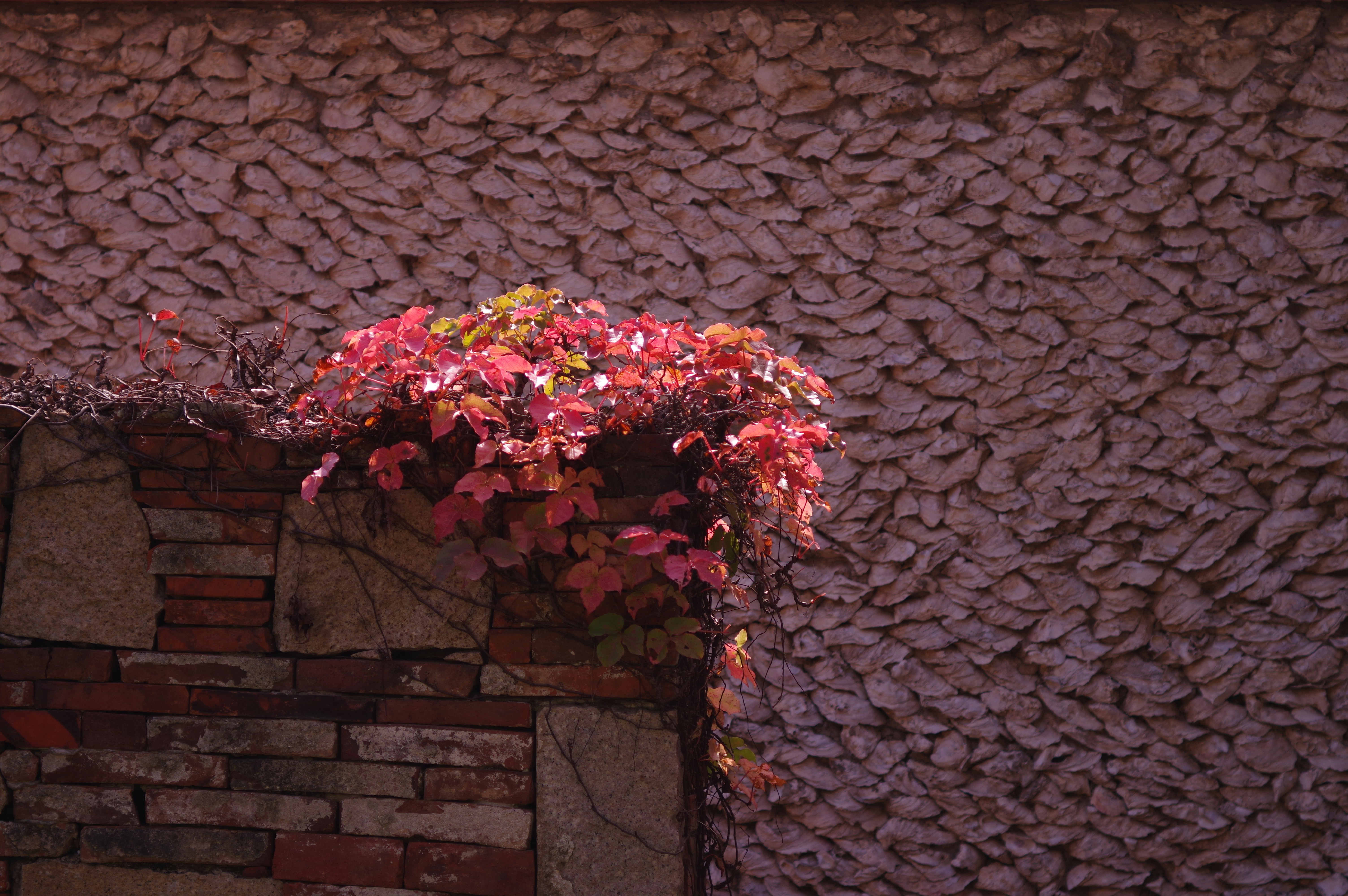 Autumn red ivy spills over a brick ledge, framed by a textured pebble wall, in warm afternoon light.