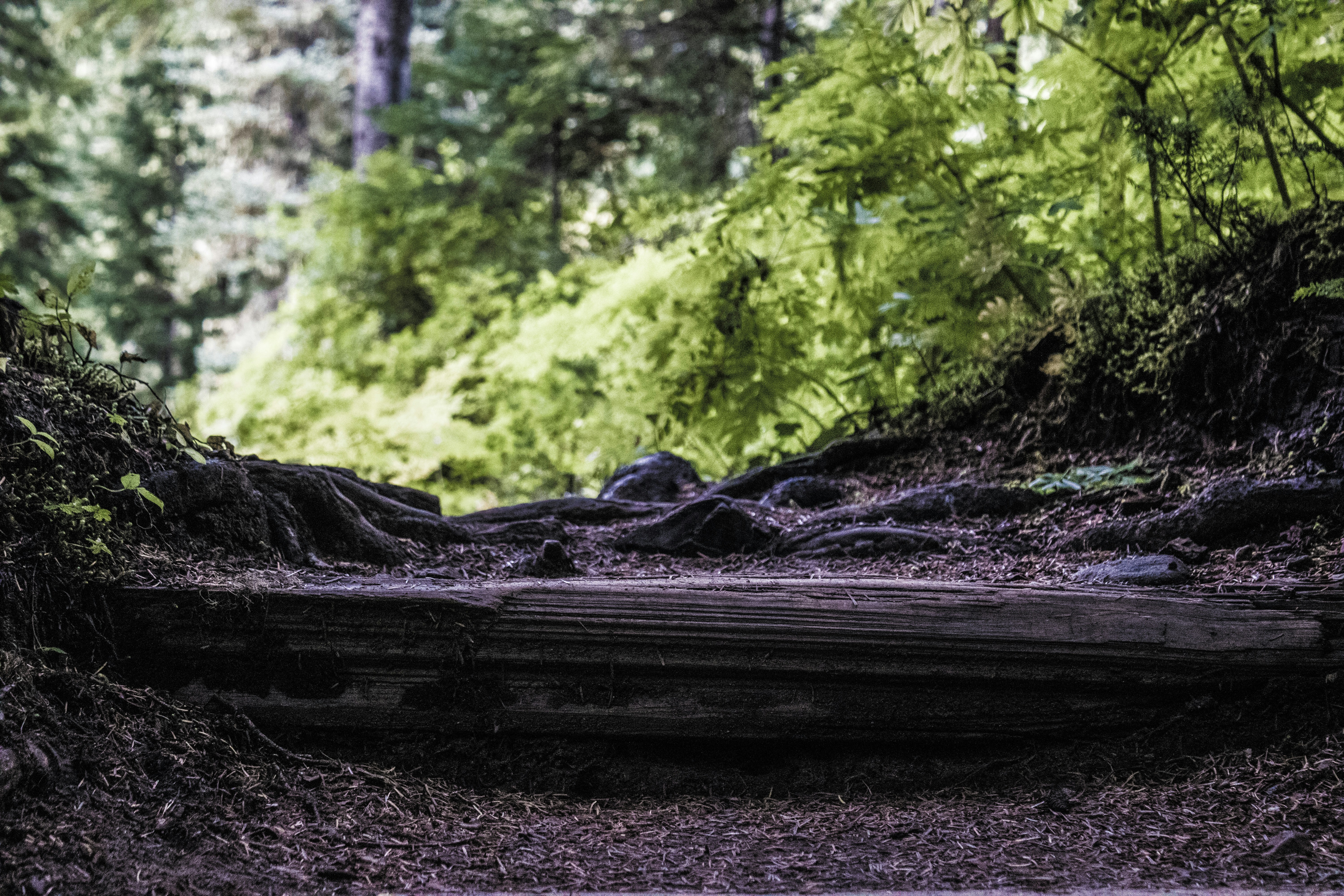 a wooden bench sitting in the middle of a forest