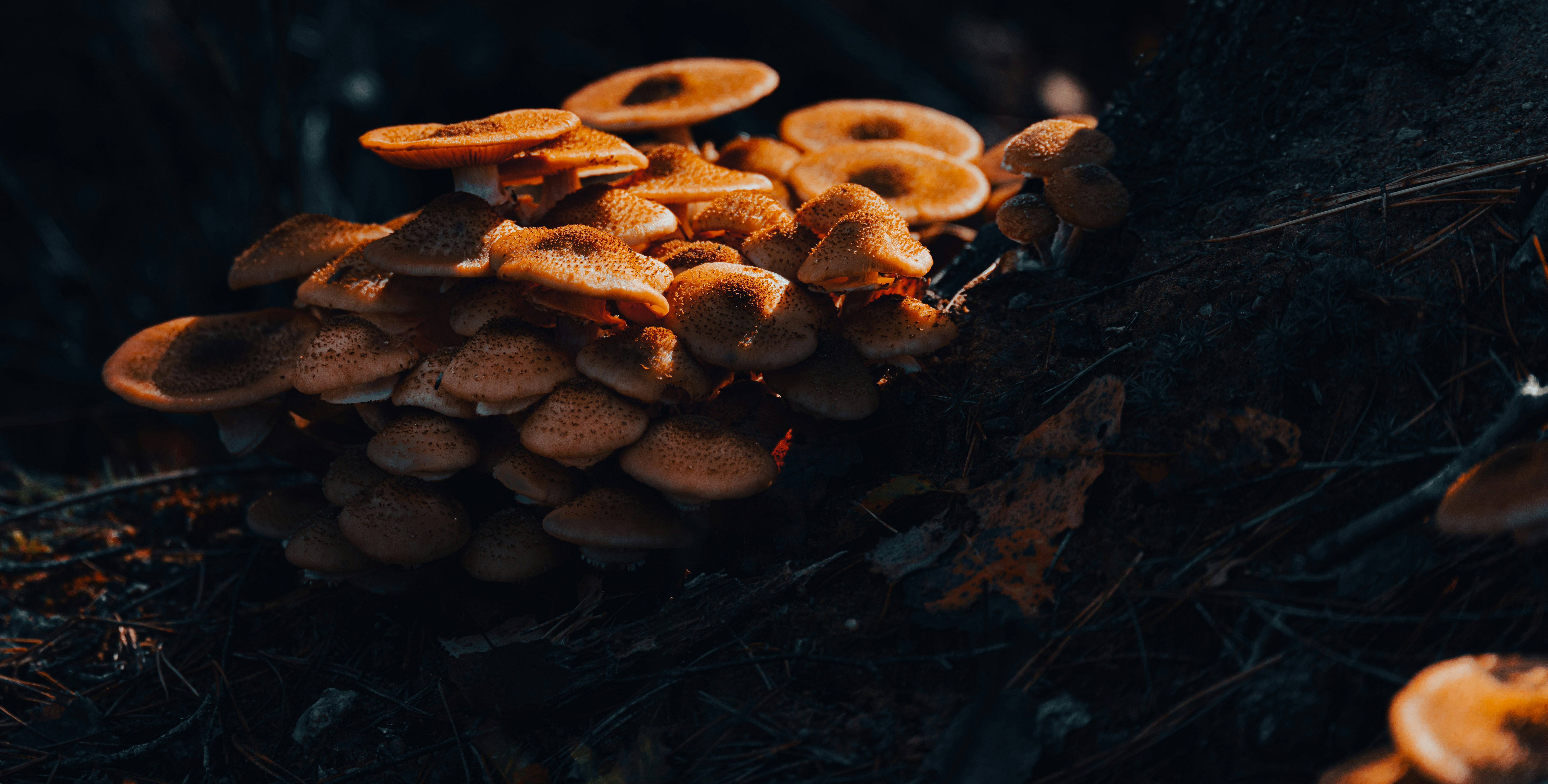 Emberlit Fungi: Orange Mushroom Cluster in Quiet Forest Shadows