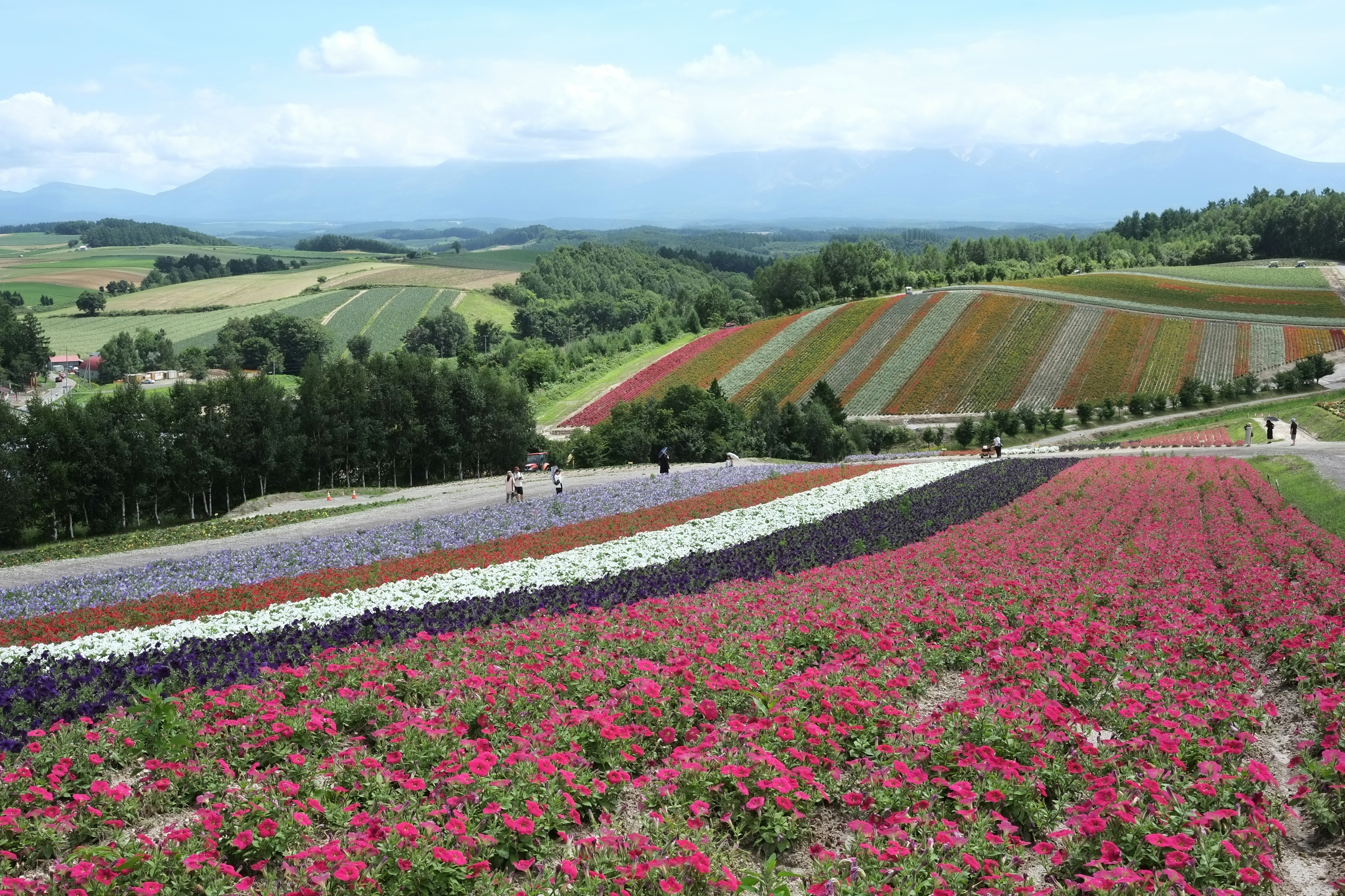 Un grand champ de fleurs au milieu d’un champ photo – Photo La nature ...