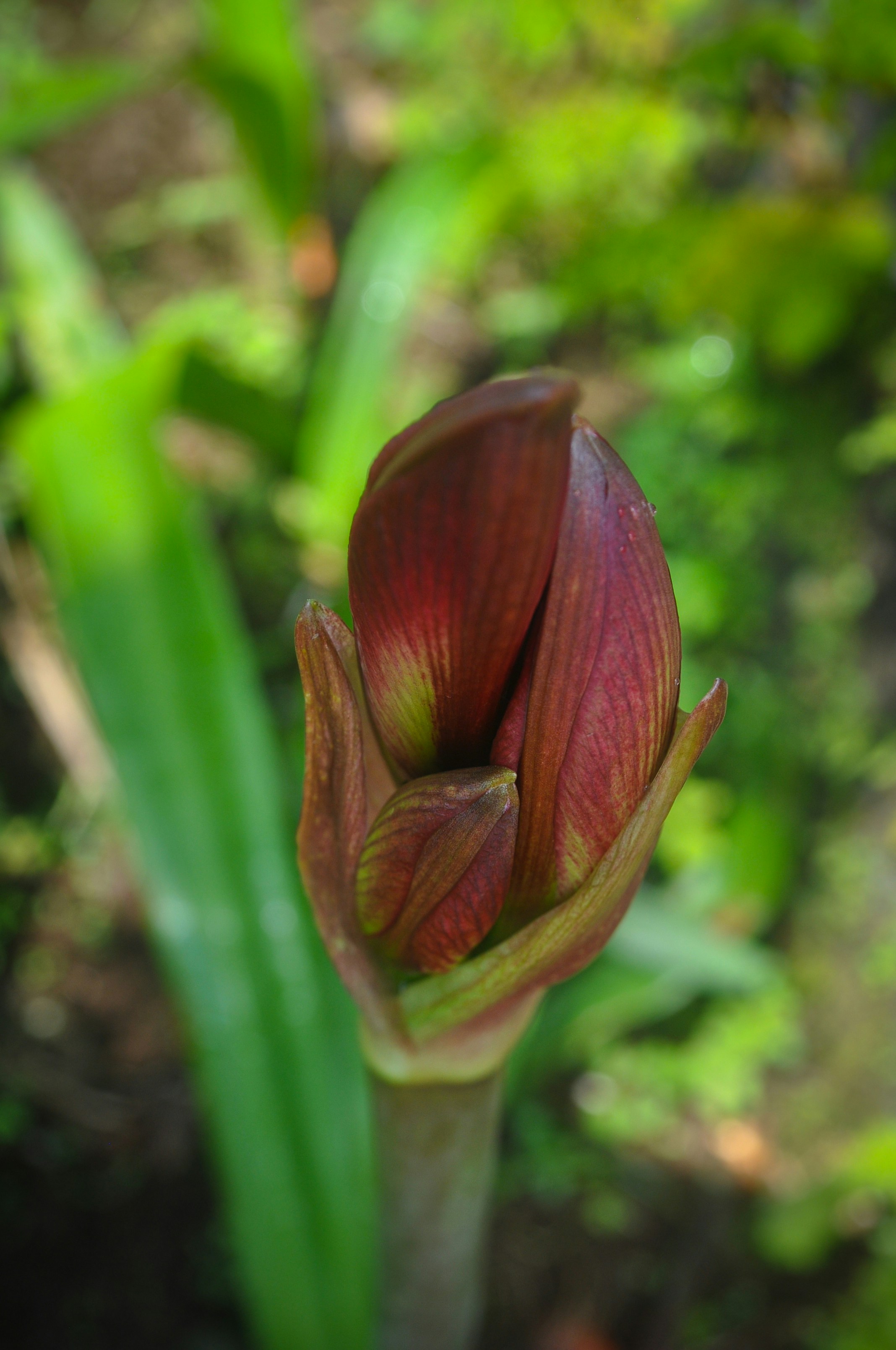 Crimson Amaryllis Bud in Soft Morning Light