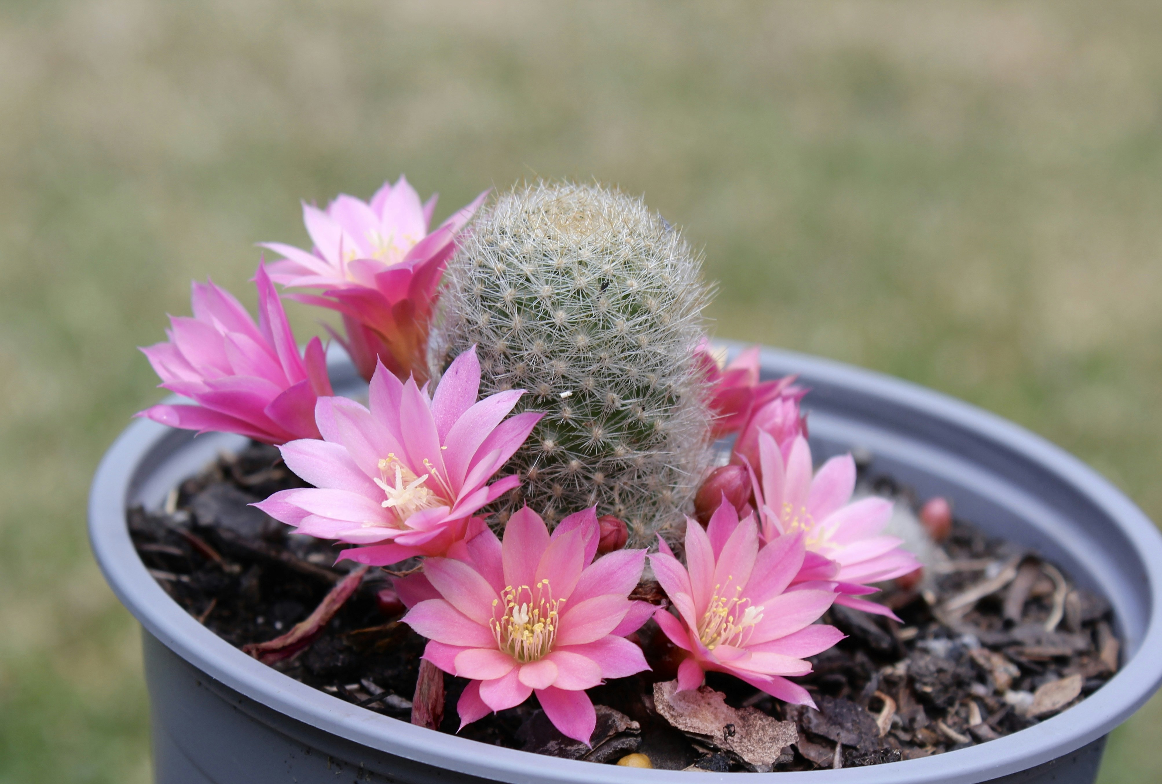 A vibrant cactus surrounded by pink flowers, showcasing the beauty of desert flora in a potted arrangement.