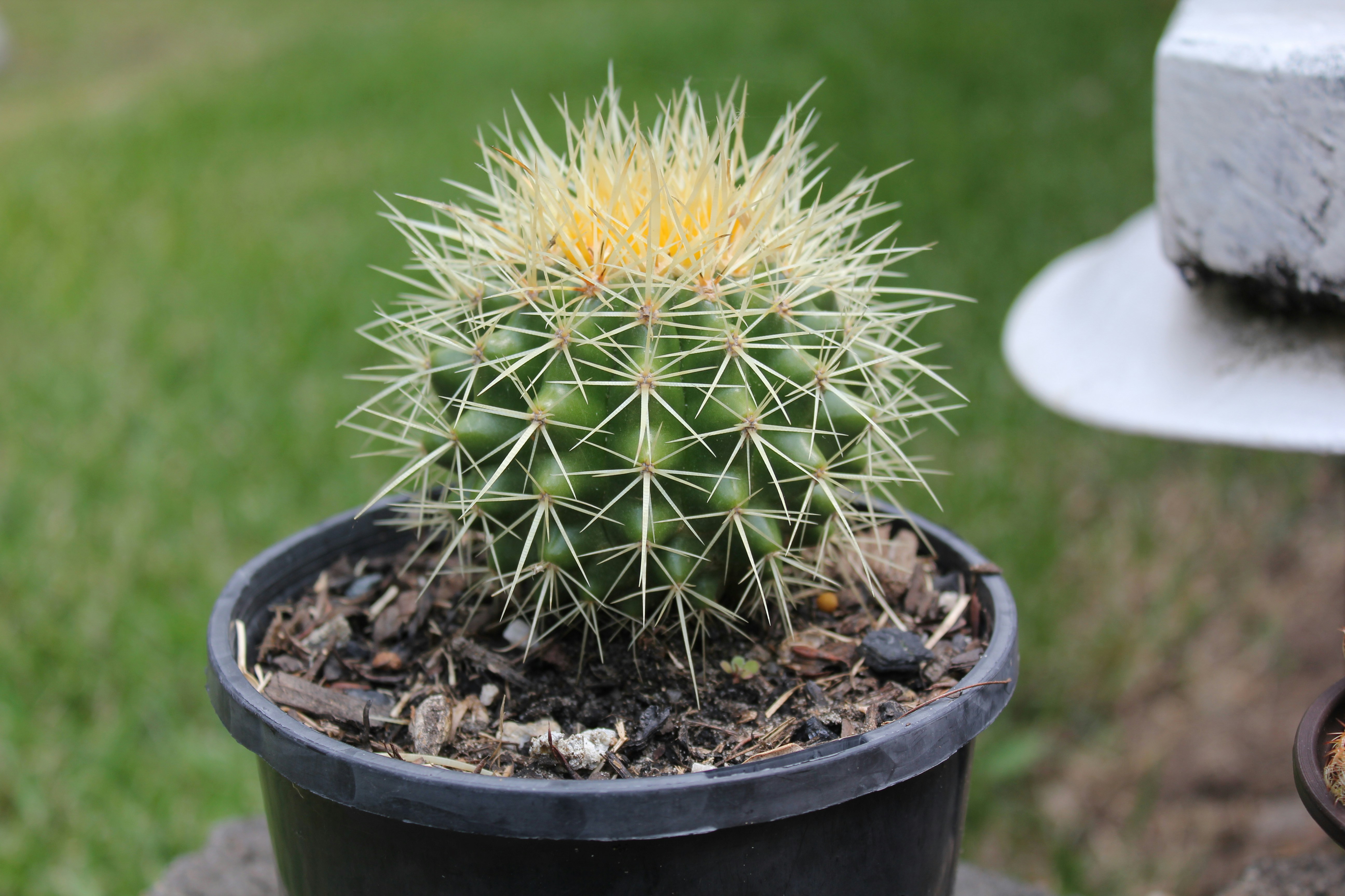 Sunlit Crown: Barrel Cactus with a Golden Bloom