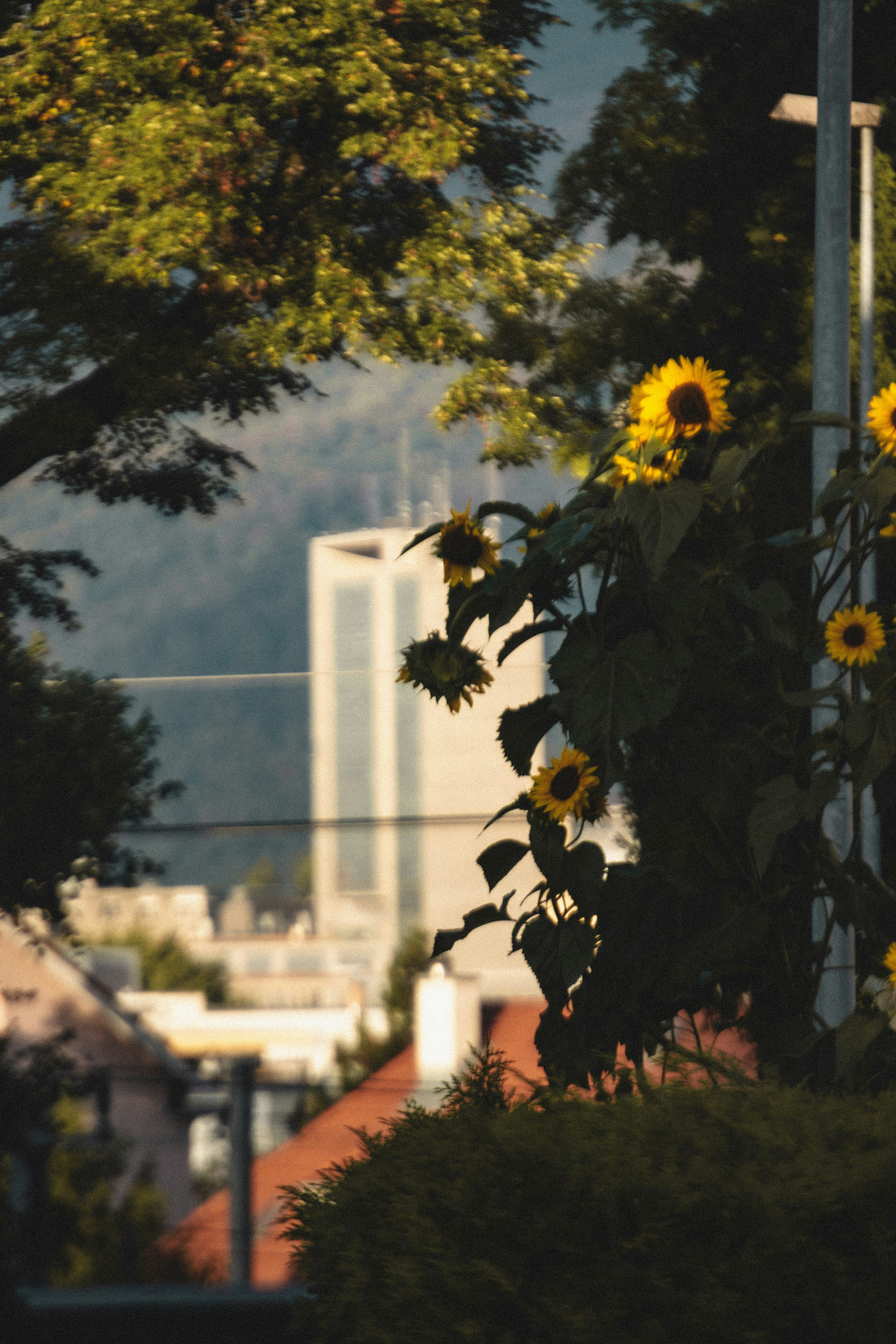 Sunlit Helianthus against City Silhouette