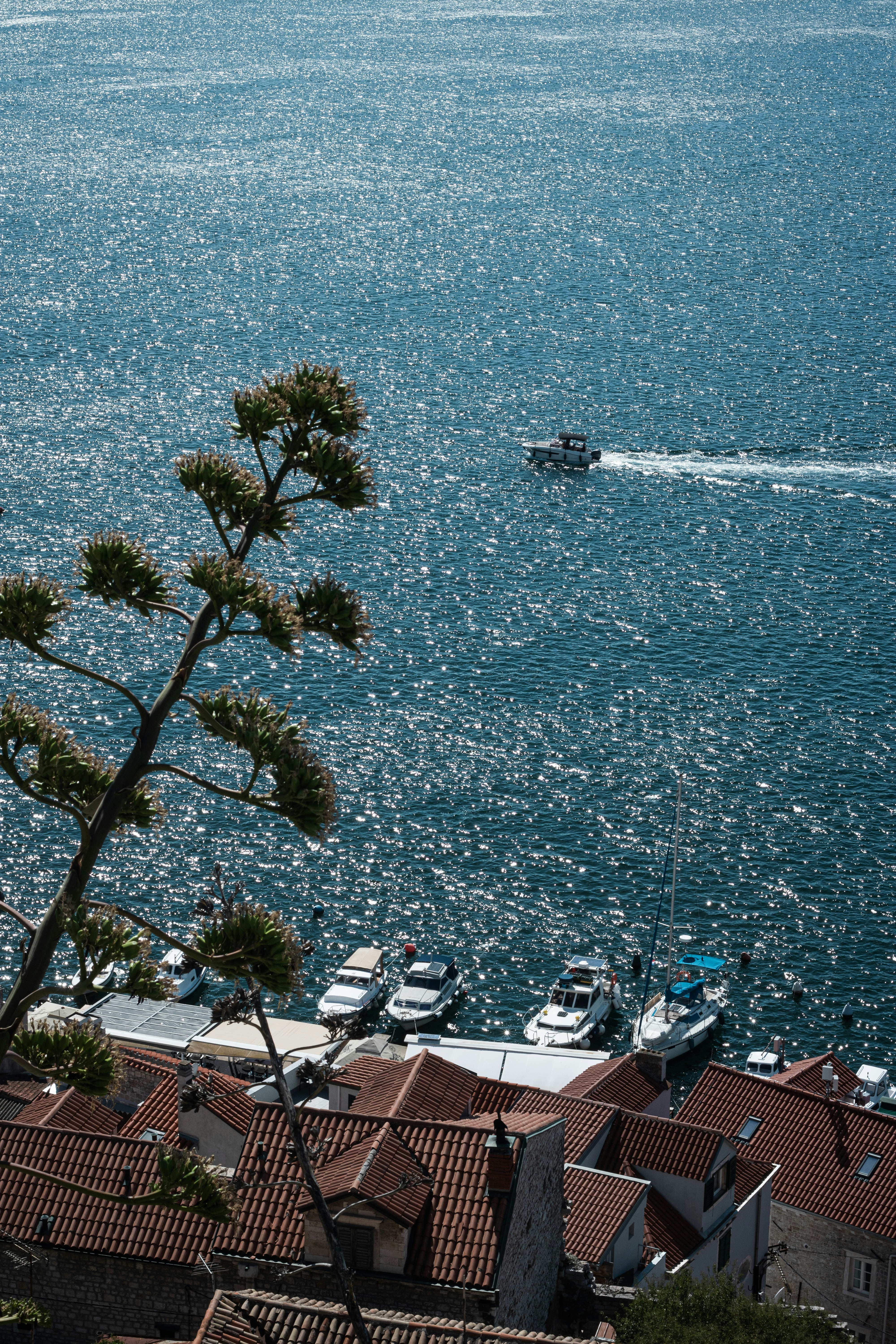 Sunlit harbor village: a windswept pine against a glittering sea
