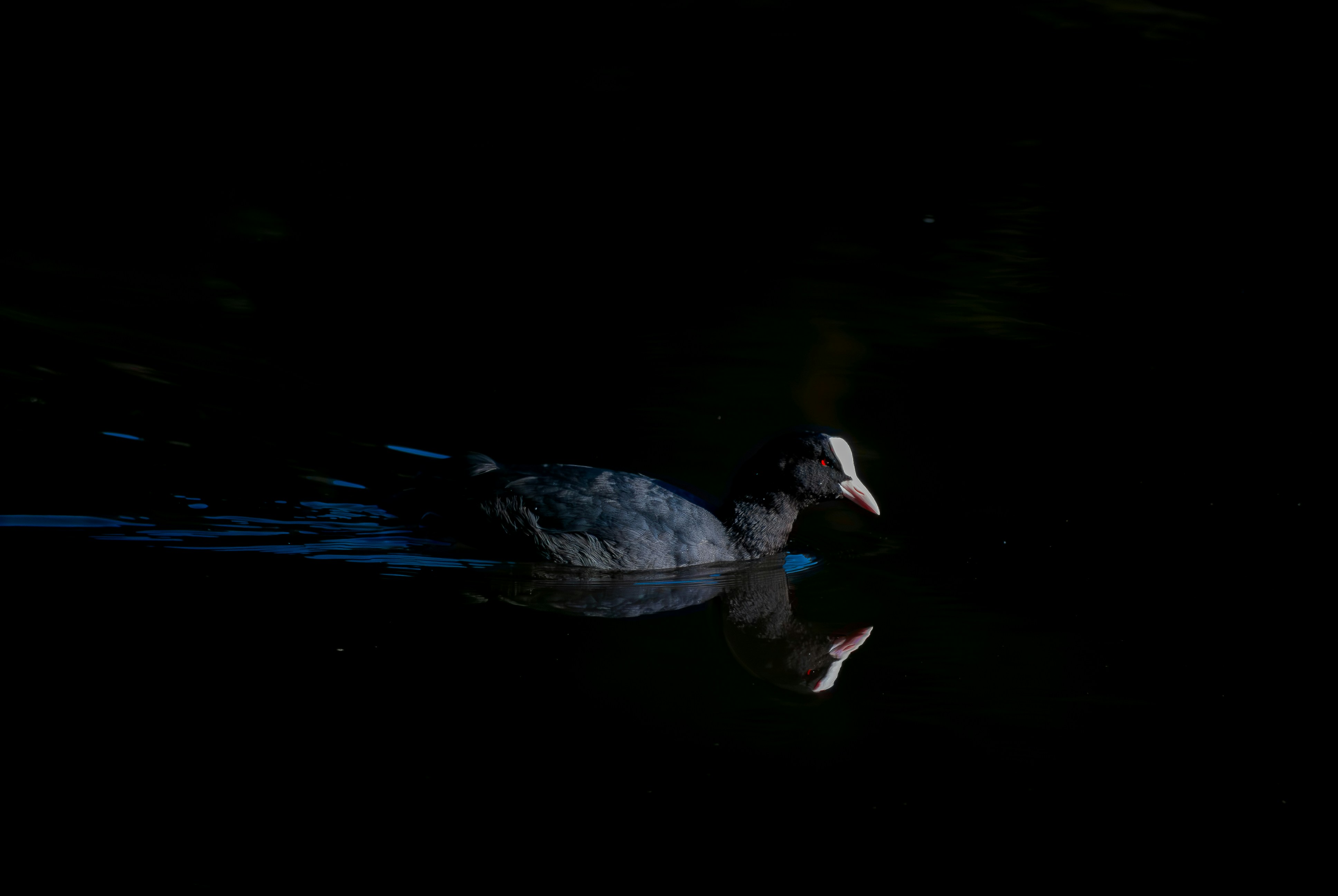 Crimson Beak, Midnight Glide Across a Silent Pond
