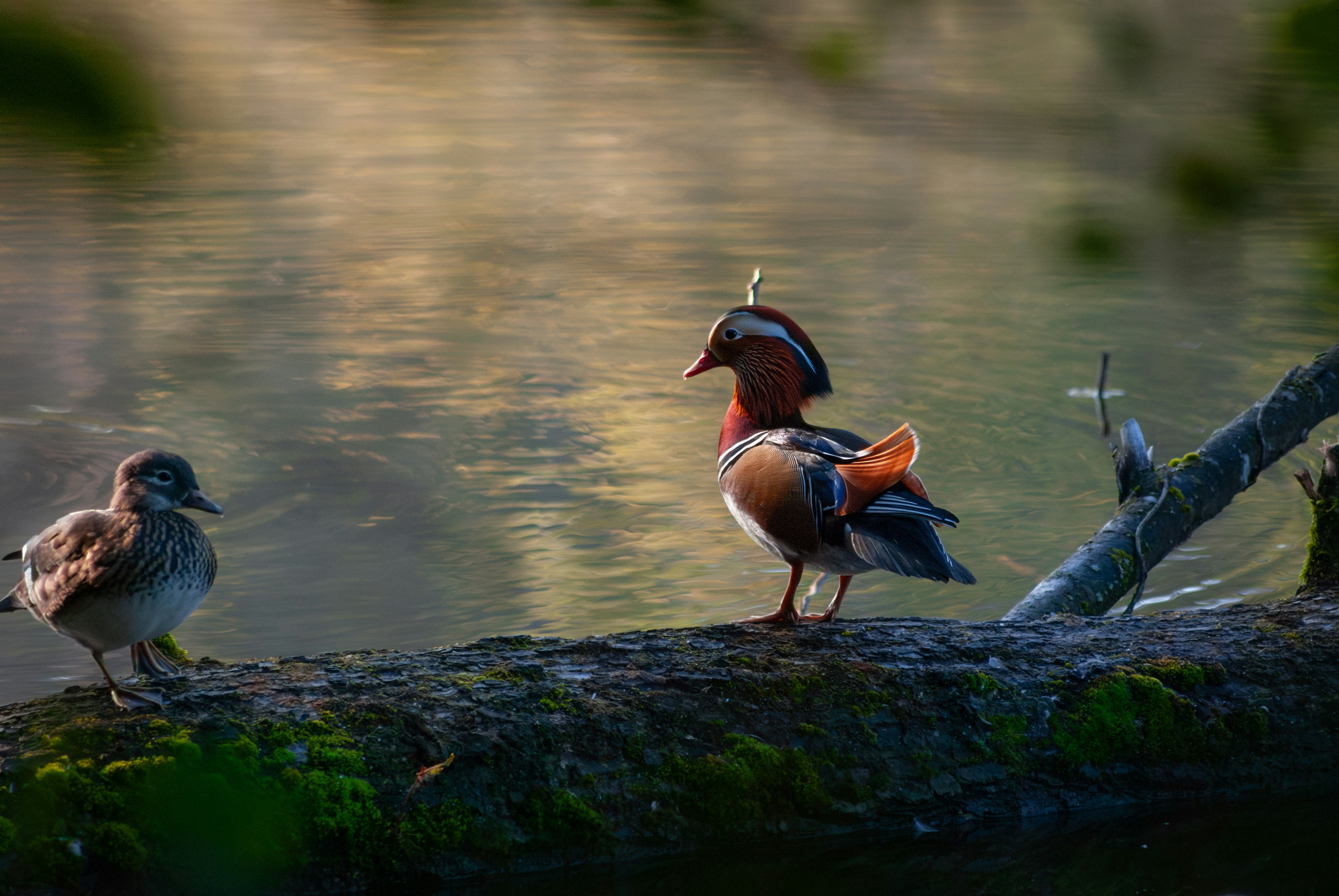 A Quiet Exchange on Mossy Bough