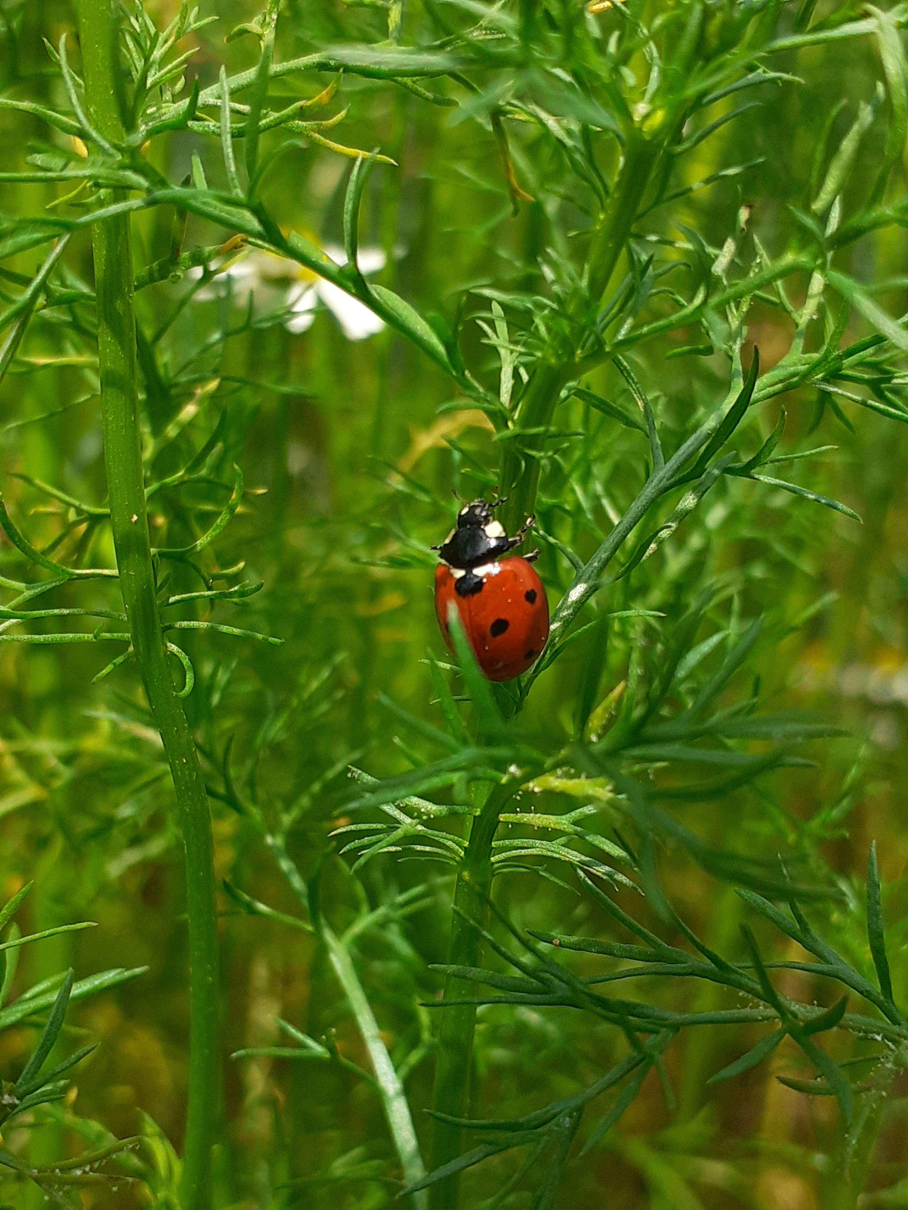 Crimson Sentinel on Feathery Green Stems