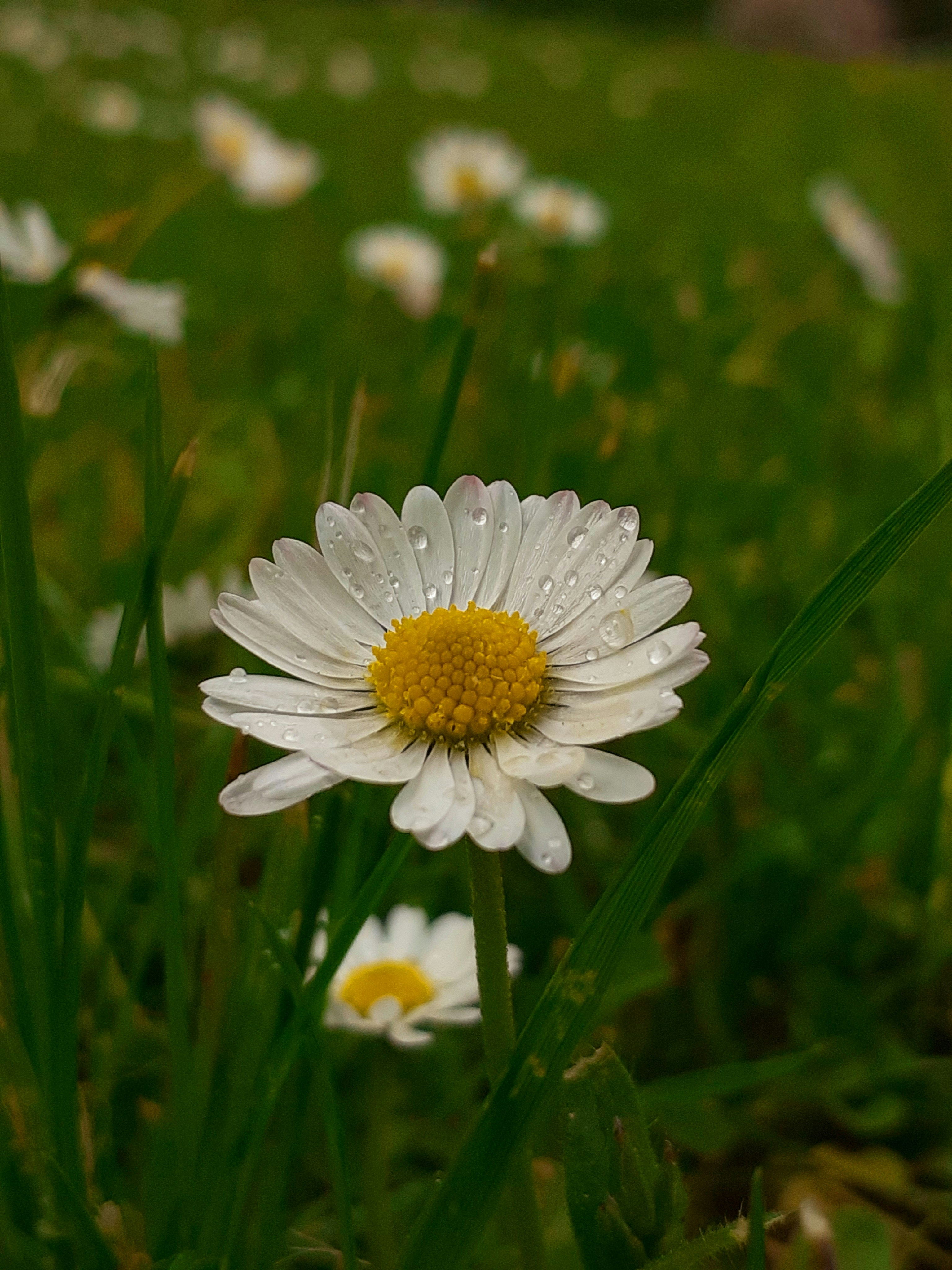 daisy 🌼 | a white flower with a yellow center surrounded by green grass