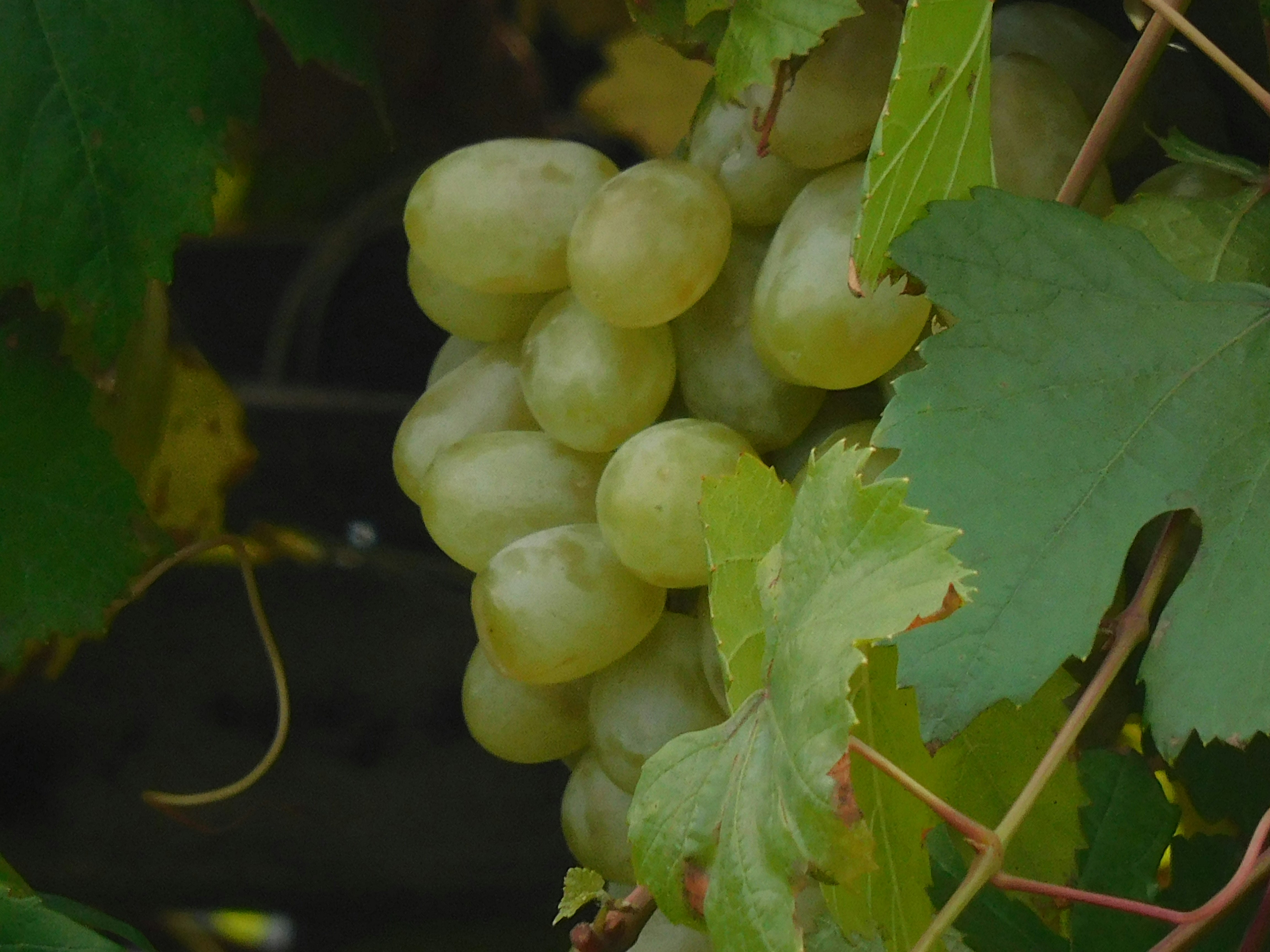 Photo by Petr Kazakov with Nikon Coolpix B600