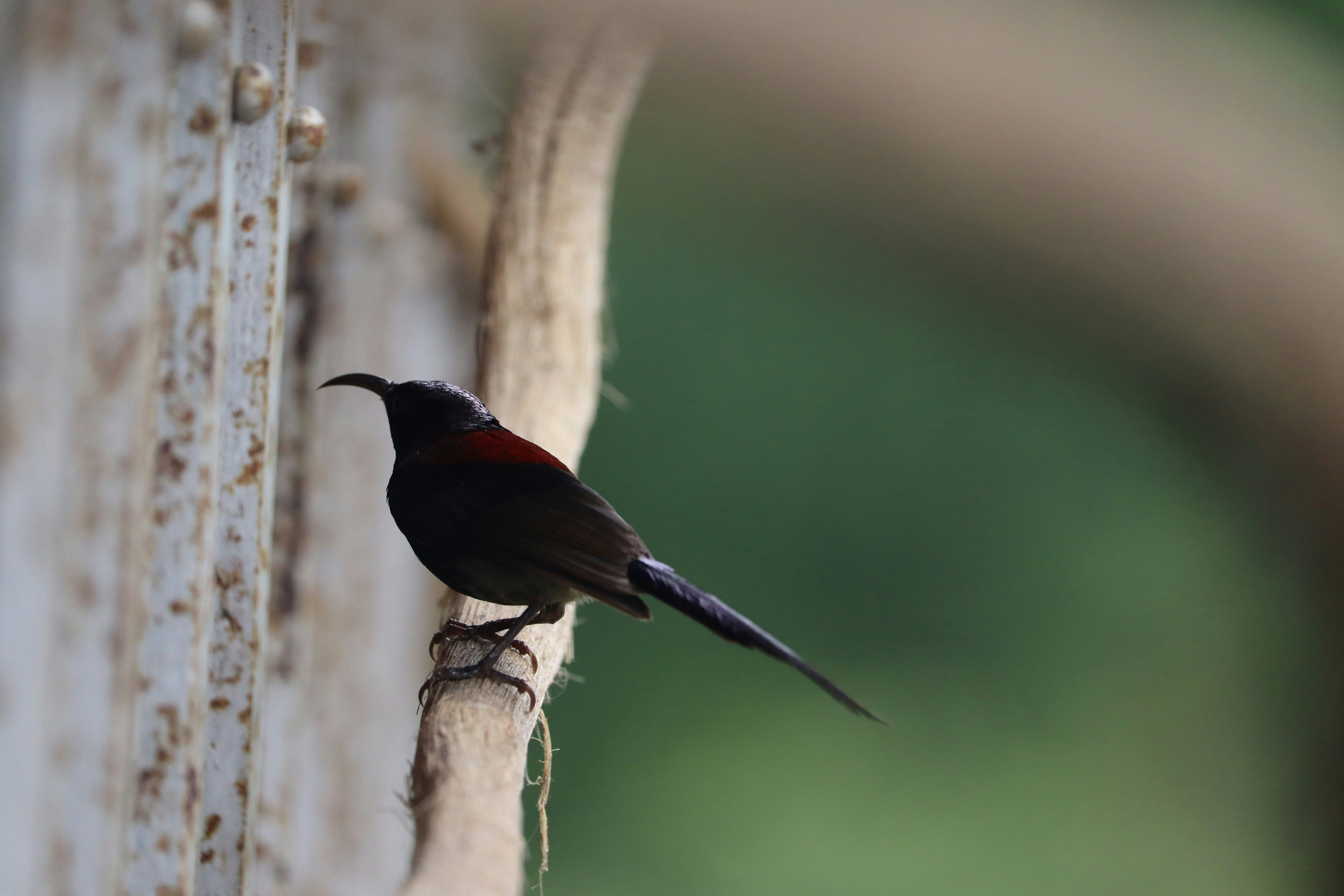 Crimson-Feathered Perch on a Weathered Fence