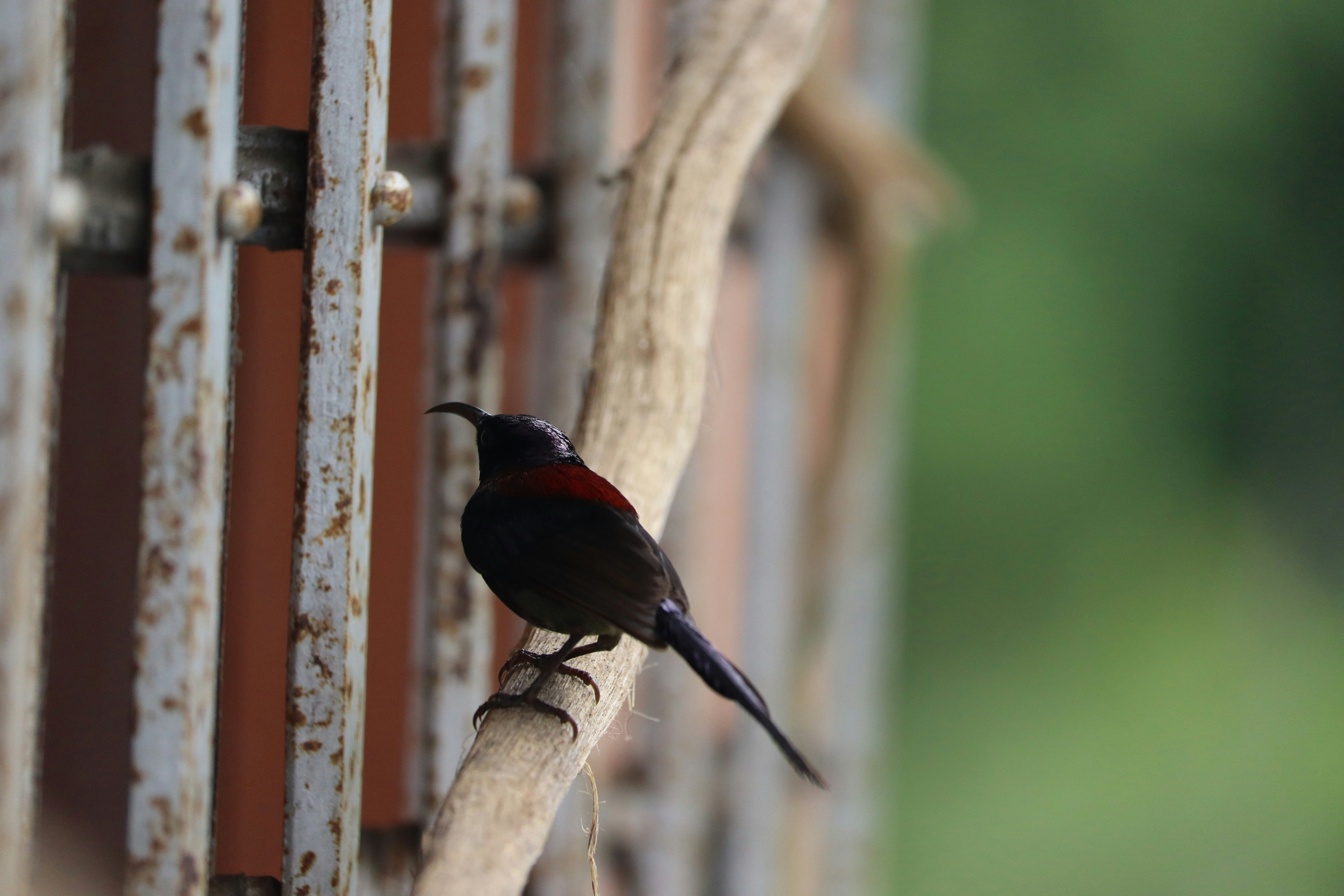 Crimson Throat, Rusted Rails: A Sunbird's Quiet Perch