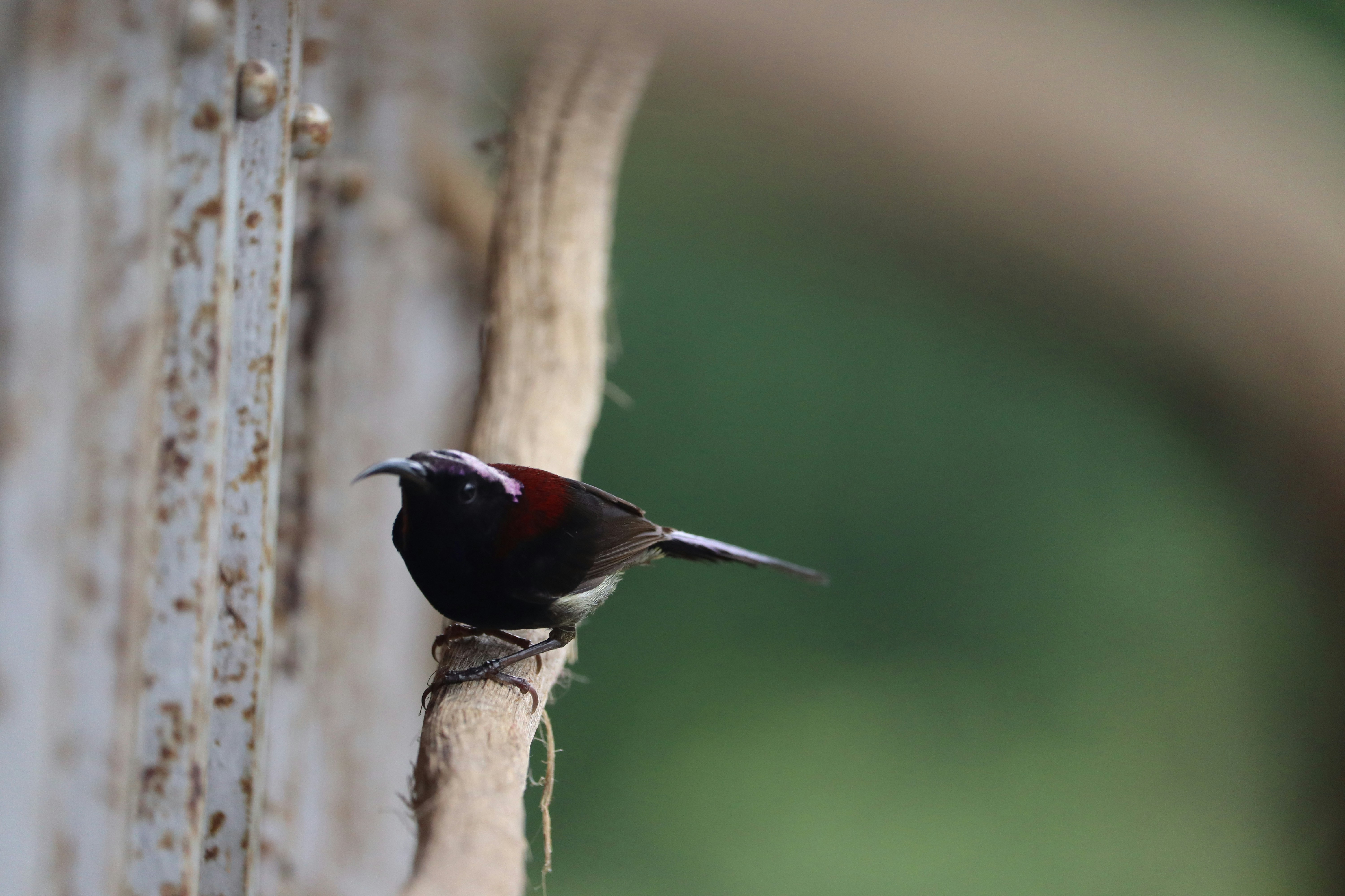 Crimson-Throated Perch on a Weathered Fence